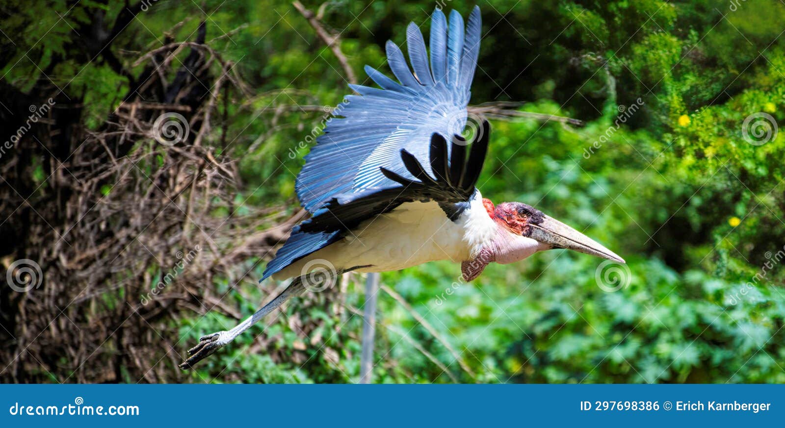 Marabou flying by stock photo. Image of animals, closeup - 297698386