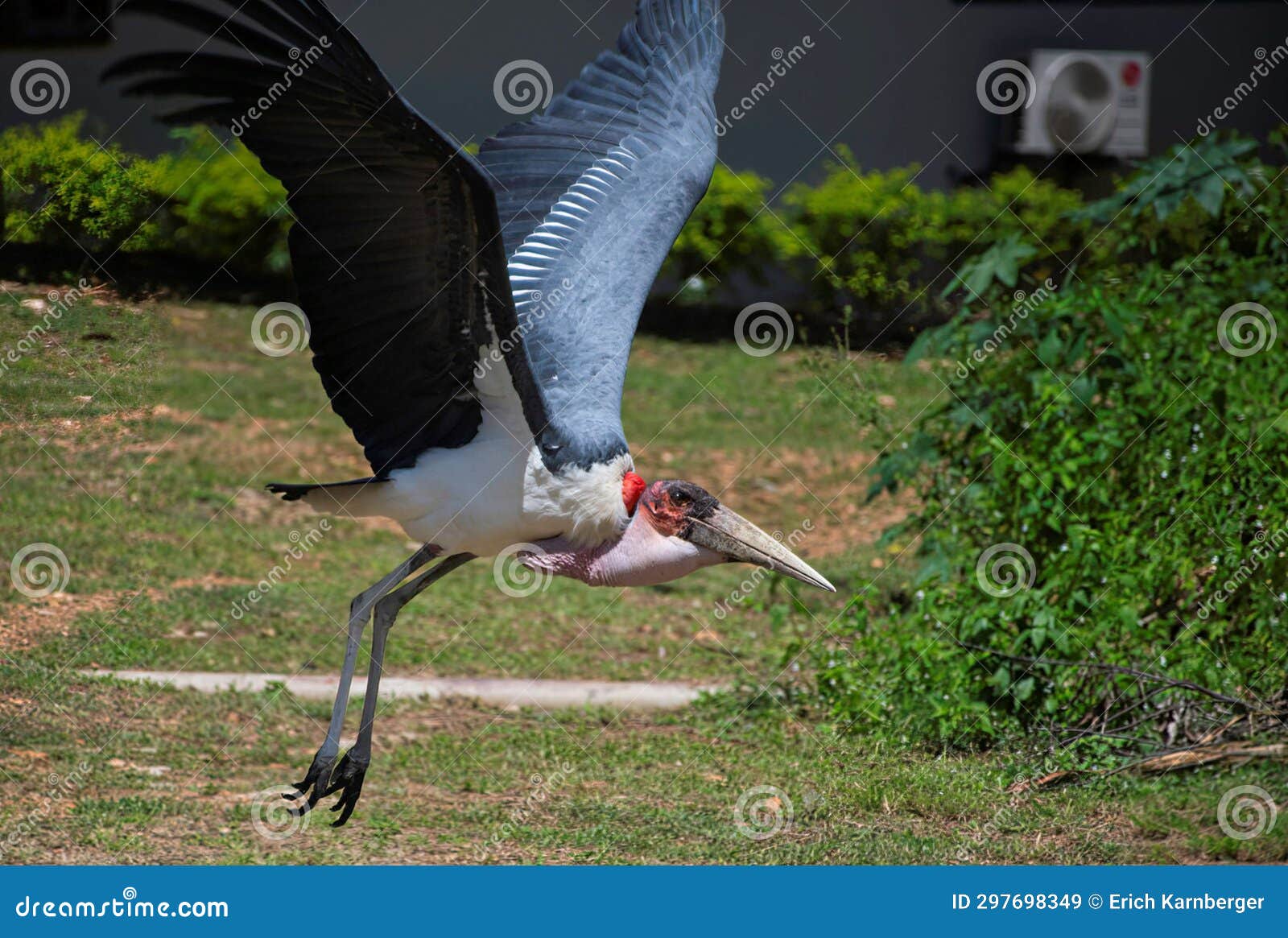 Marabou flying by stock image. Image of stork, motion - 297698349