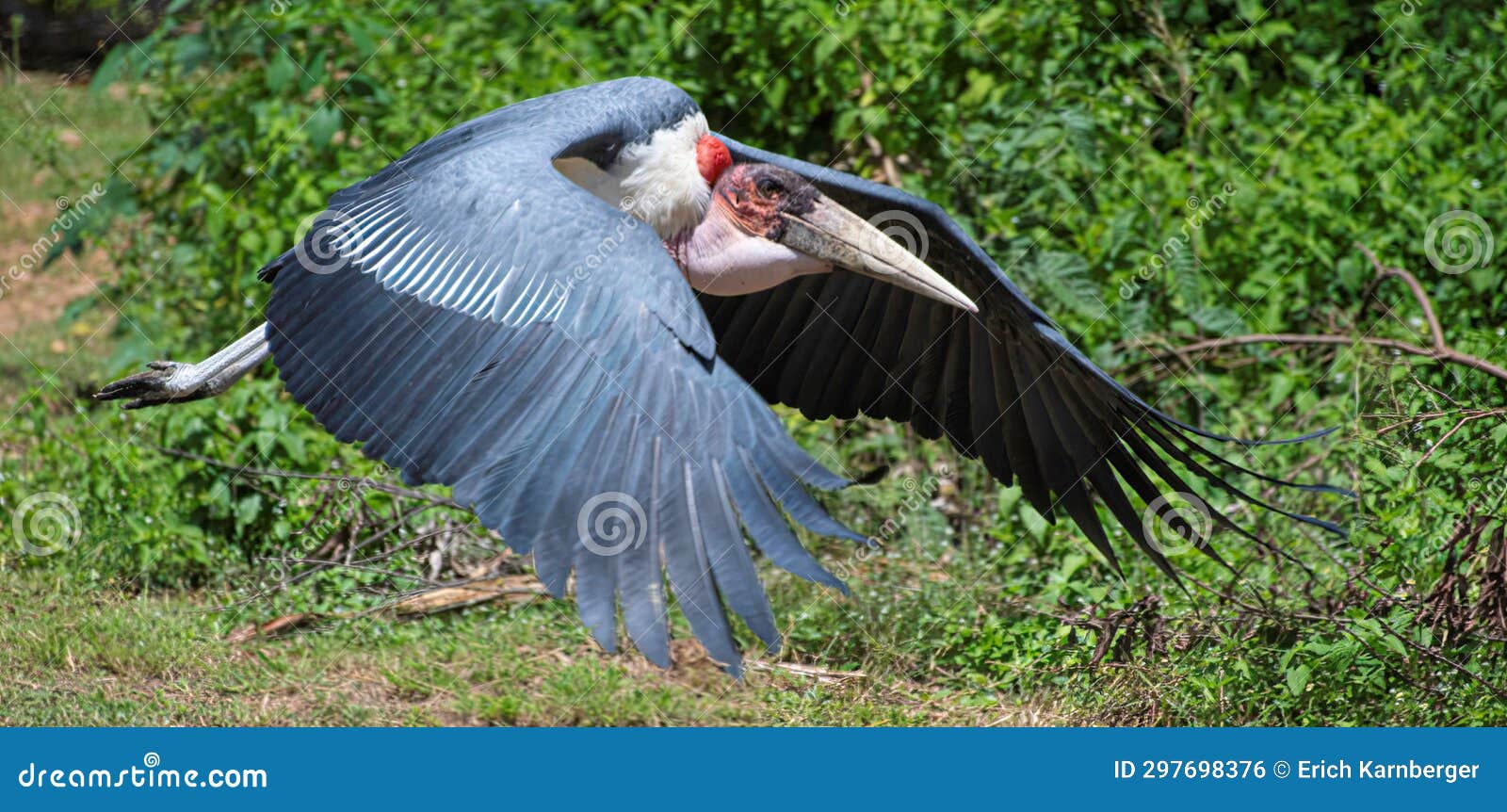 Marabou flying by stock photo. Image of large, nature - 297698376