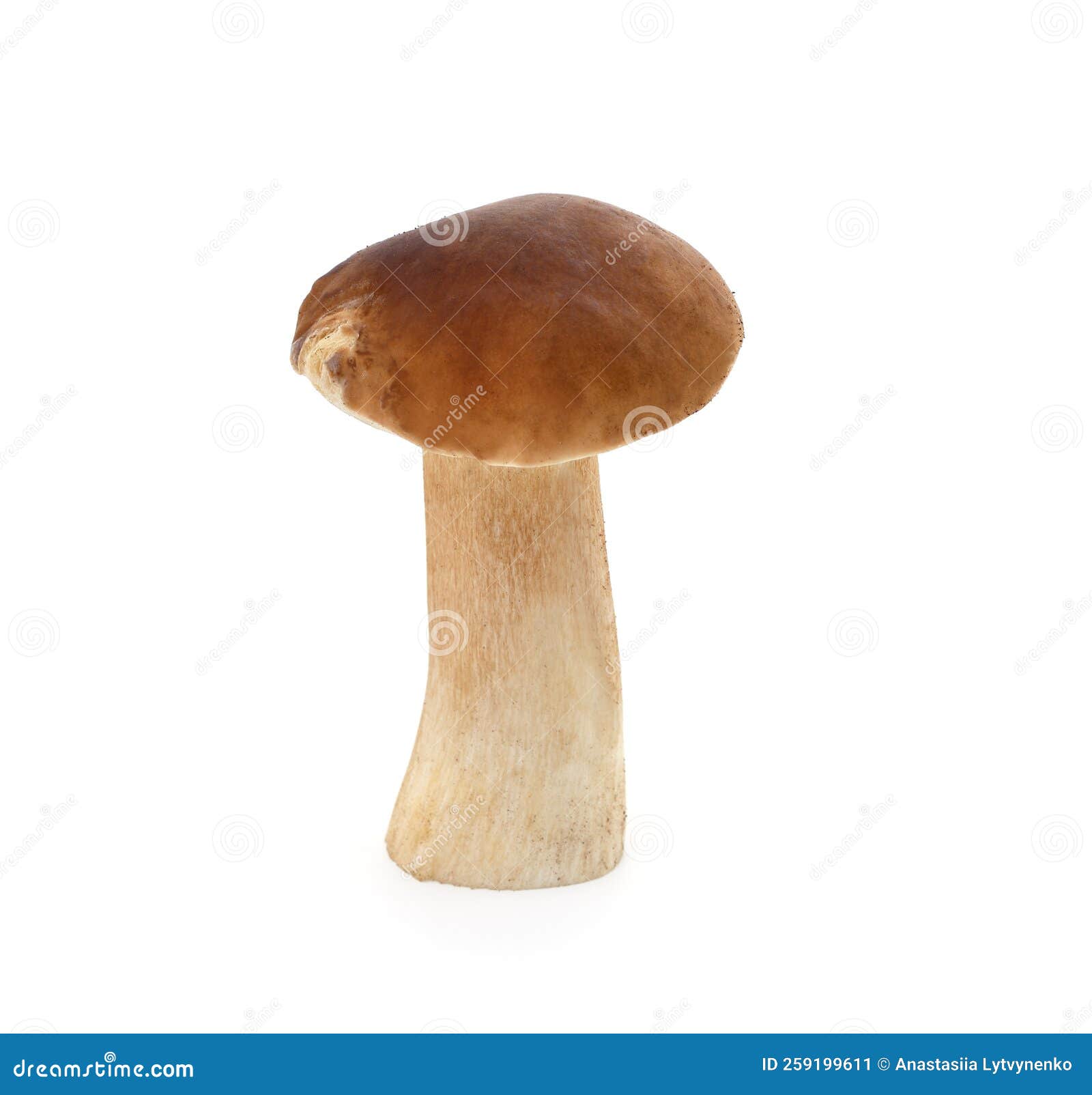 One large mushroom stock image. Image of delicious, eatable - 259199611