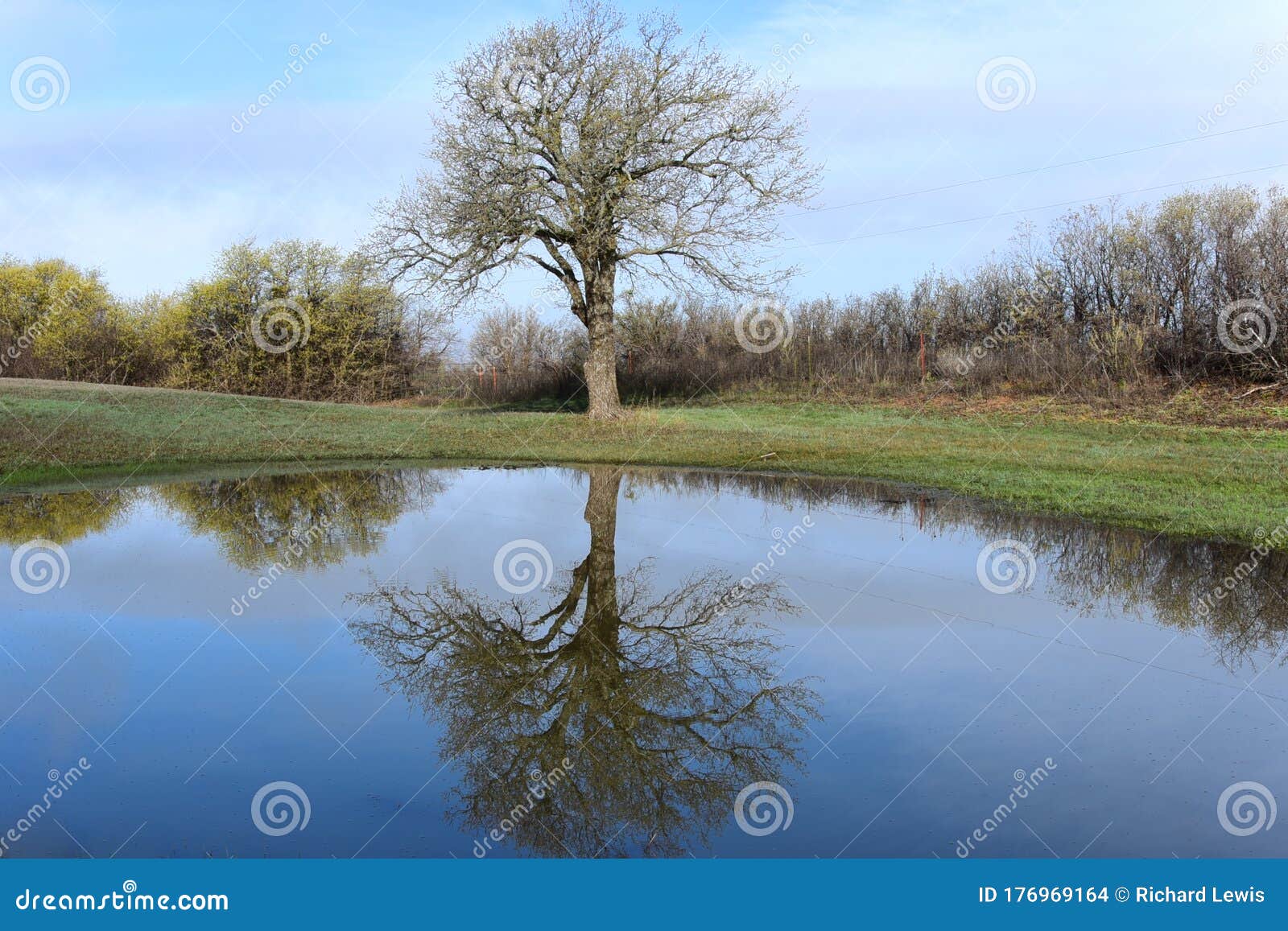 One Large Oak Tree Reflection in Still Water Stock Photo - Image of ...