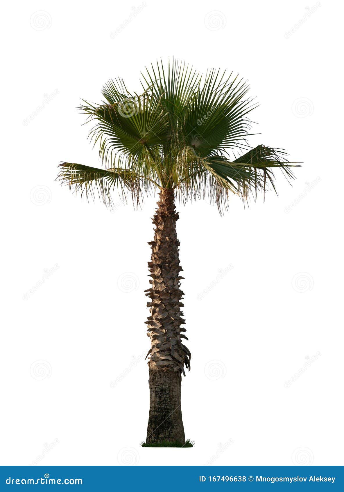 Large Palm Tree In A Resort In Puerto Nuevo A Few Kilometers From ...