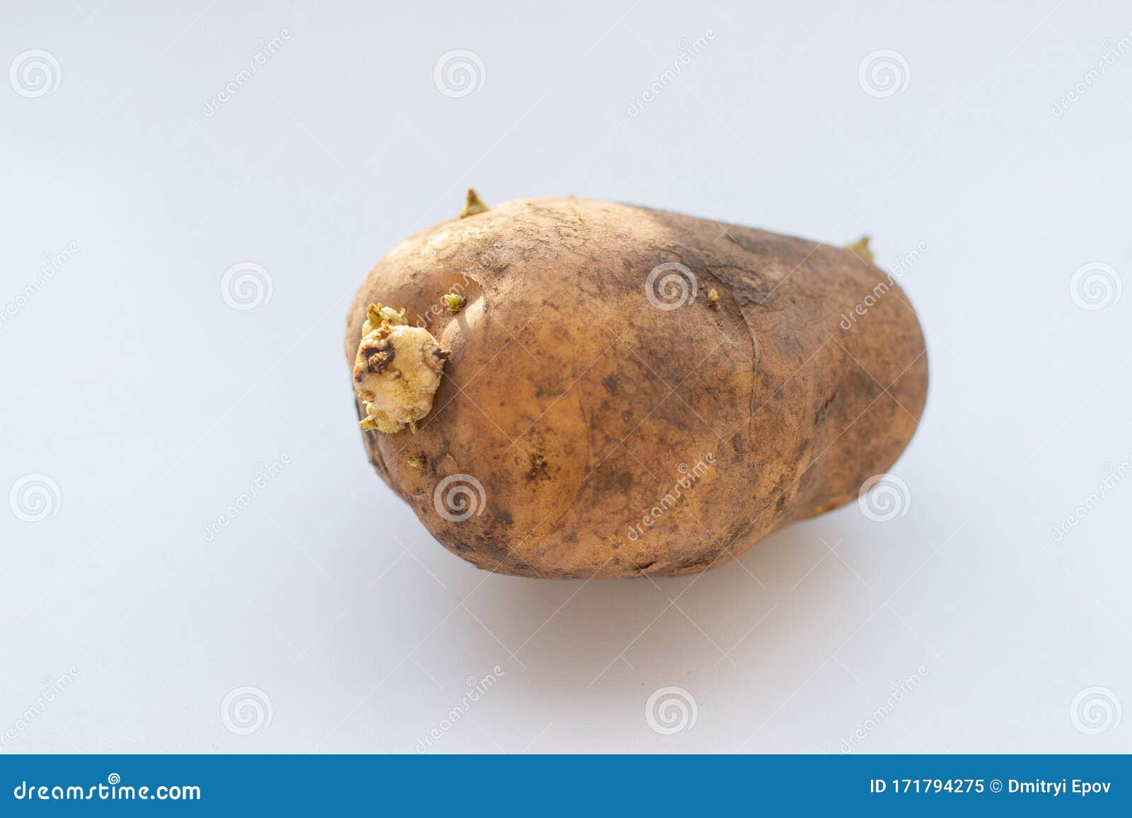 One Large Potato with Seedlings in the Ground on a White Background ...