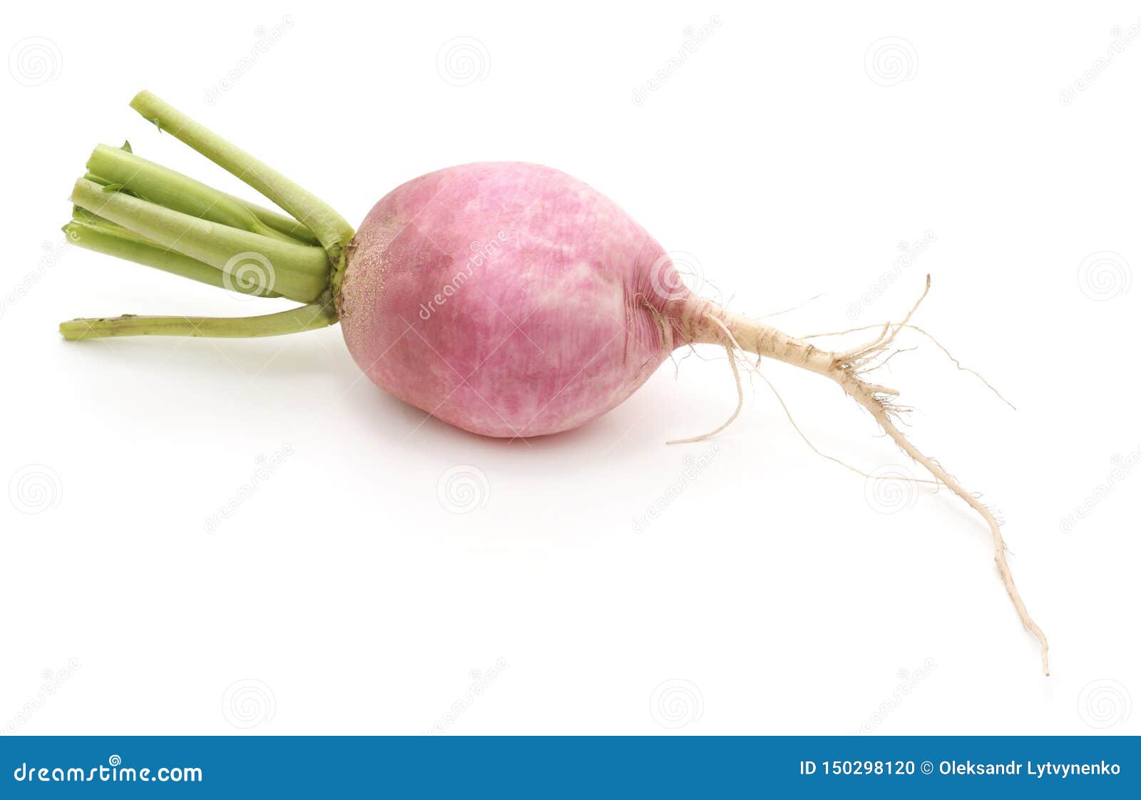 One large radish stock photo. Image of salad, diet, cooking - 150298120