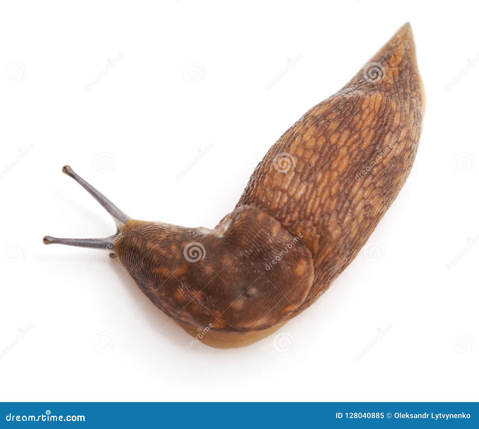 One large snail. stock image. Image of slimy, crawling - 128040885