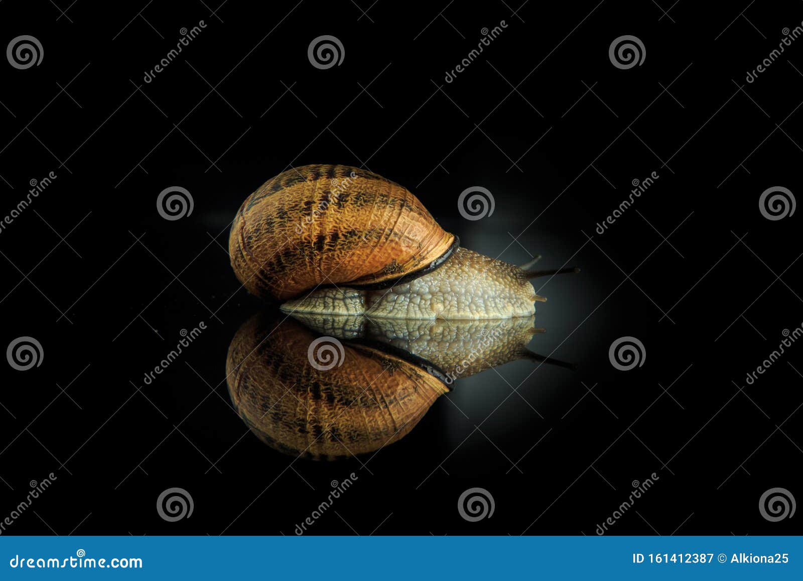 One Large Snail in Shell Crawl on Black Mirror Stock Image - Image of ...