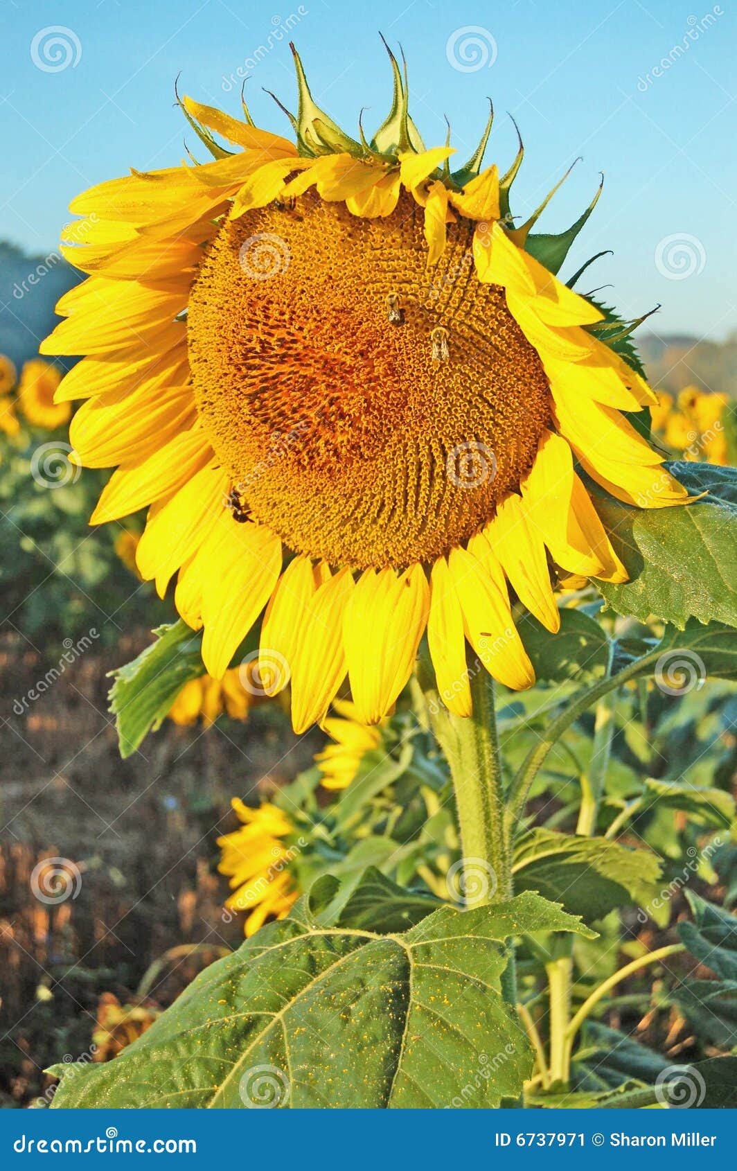 One Large Sunflower stock image. Image of yellow, large - 6737971