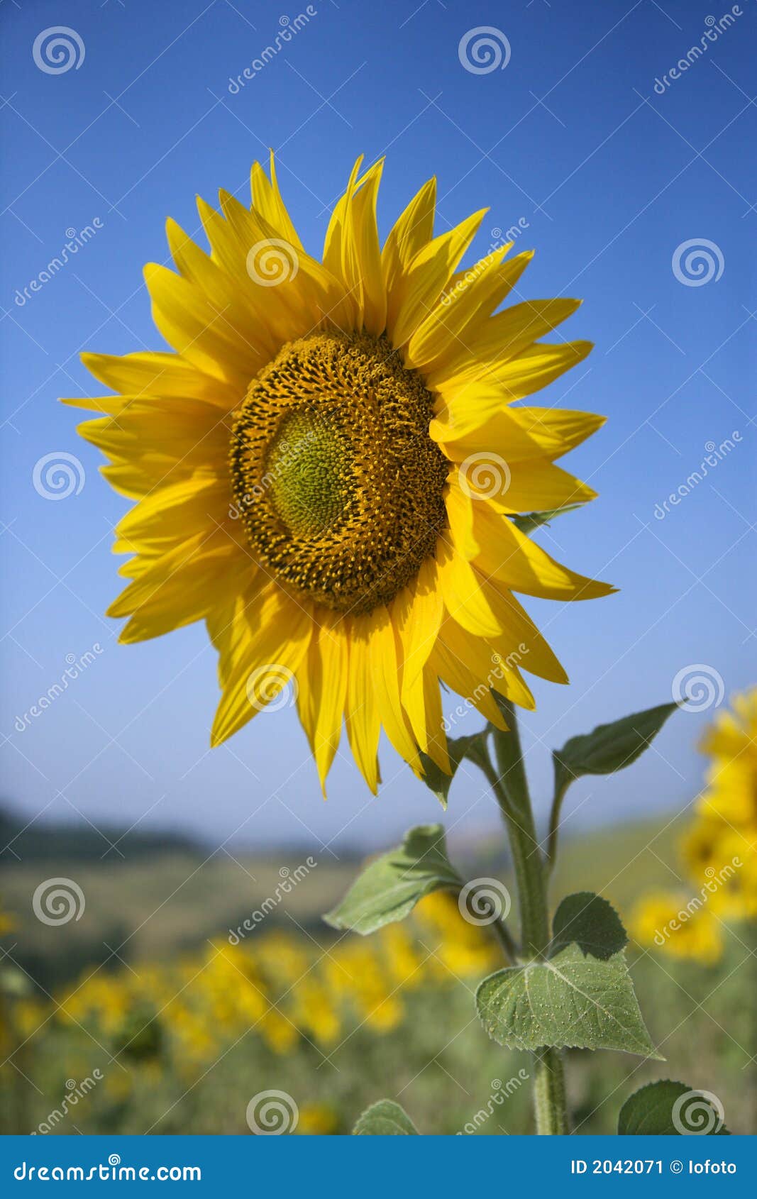 One Large Sunflower with Field of Flowers. Stock Image - Image of ...