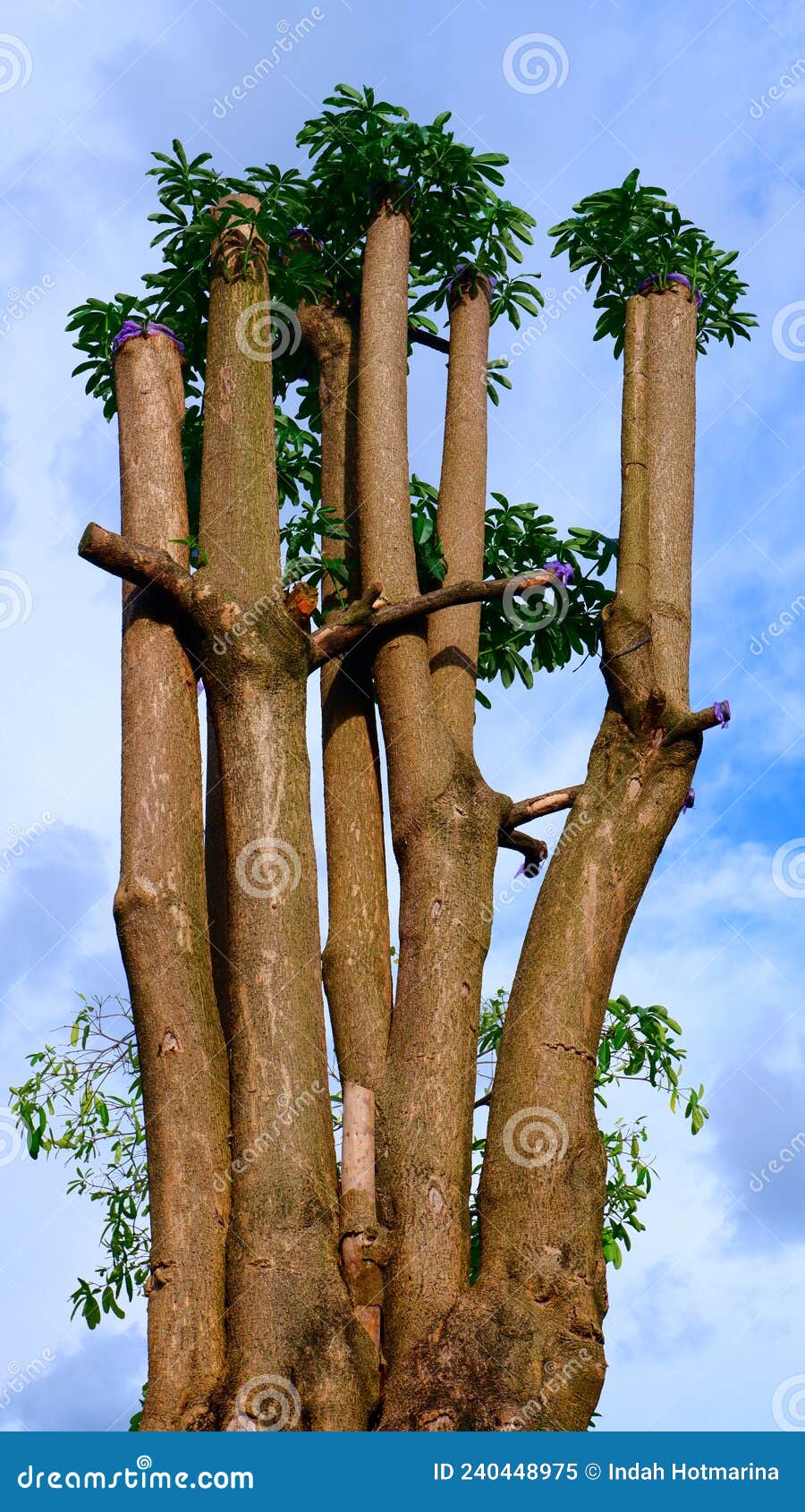 One of the Large and Tall Tree Trunks, Stock Image - Image of jungle ...