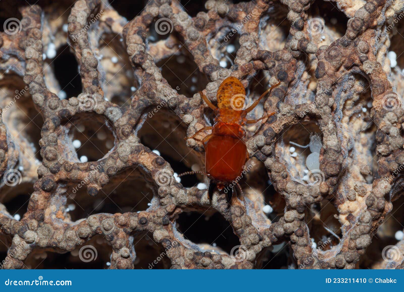 One large termite . stock photo. Image of home, larvae - 233211410