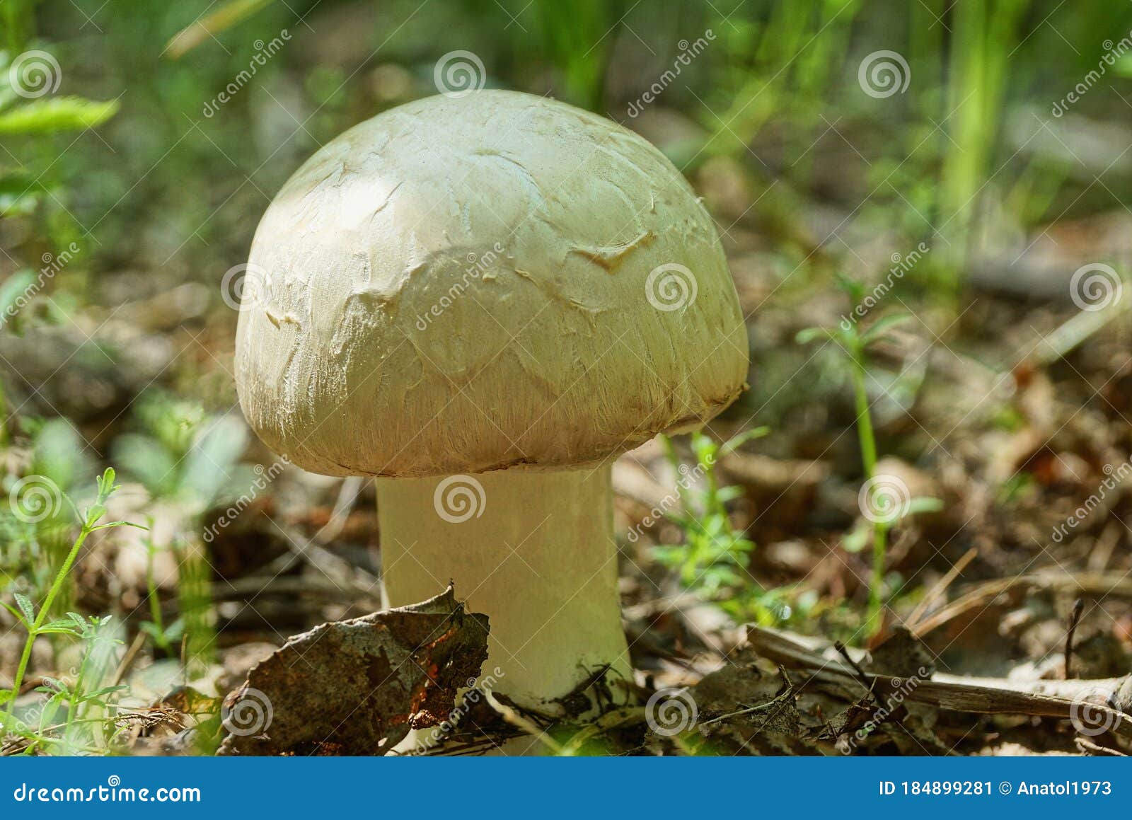 One Large Toadstool Mushroom Grows in Nature Stock Image - Image of ...