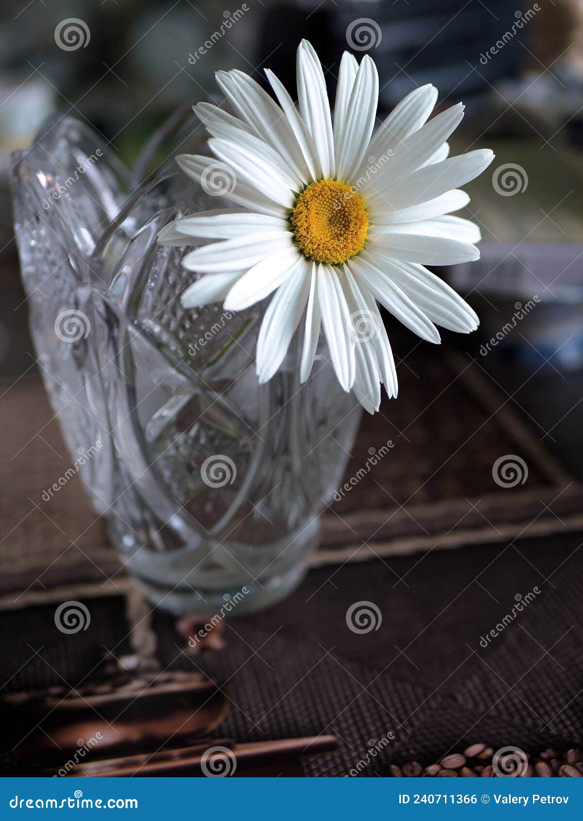 One Large White Daisy in a Vase Stock Photo - Image of beautiful ...