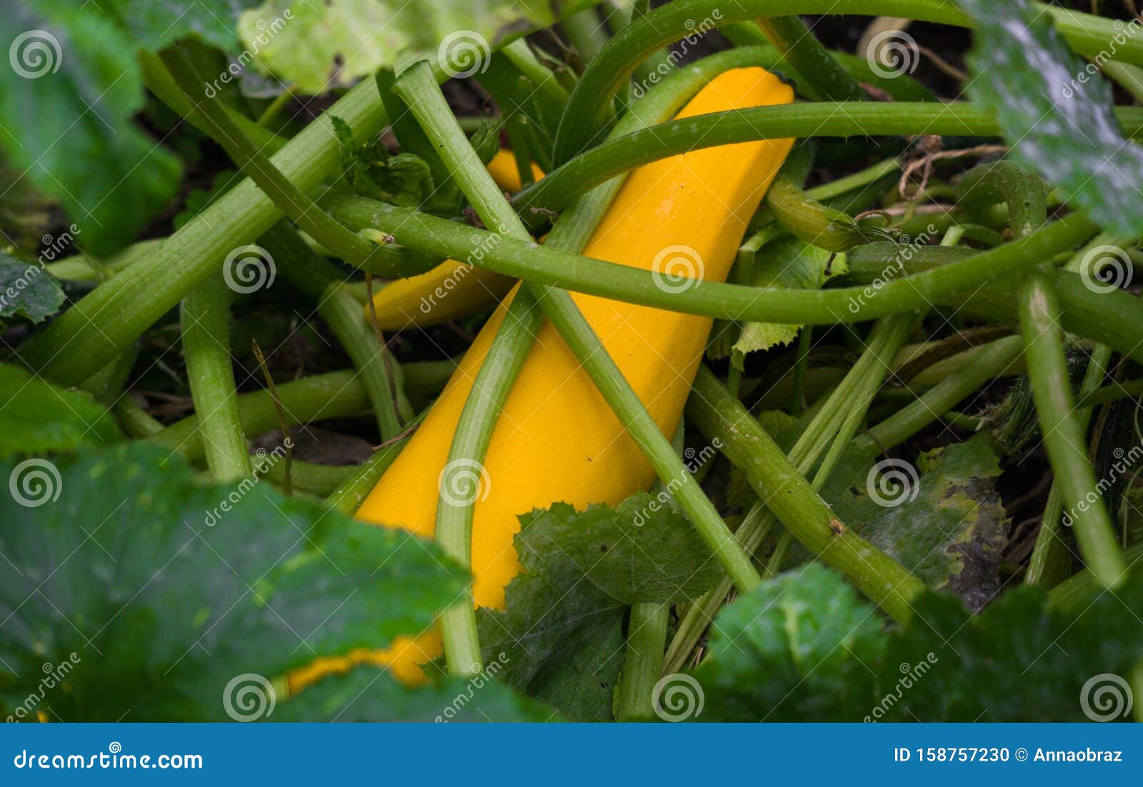 One Large Yellow Zucchini in the Garden in the Garden Stock Photo ...