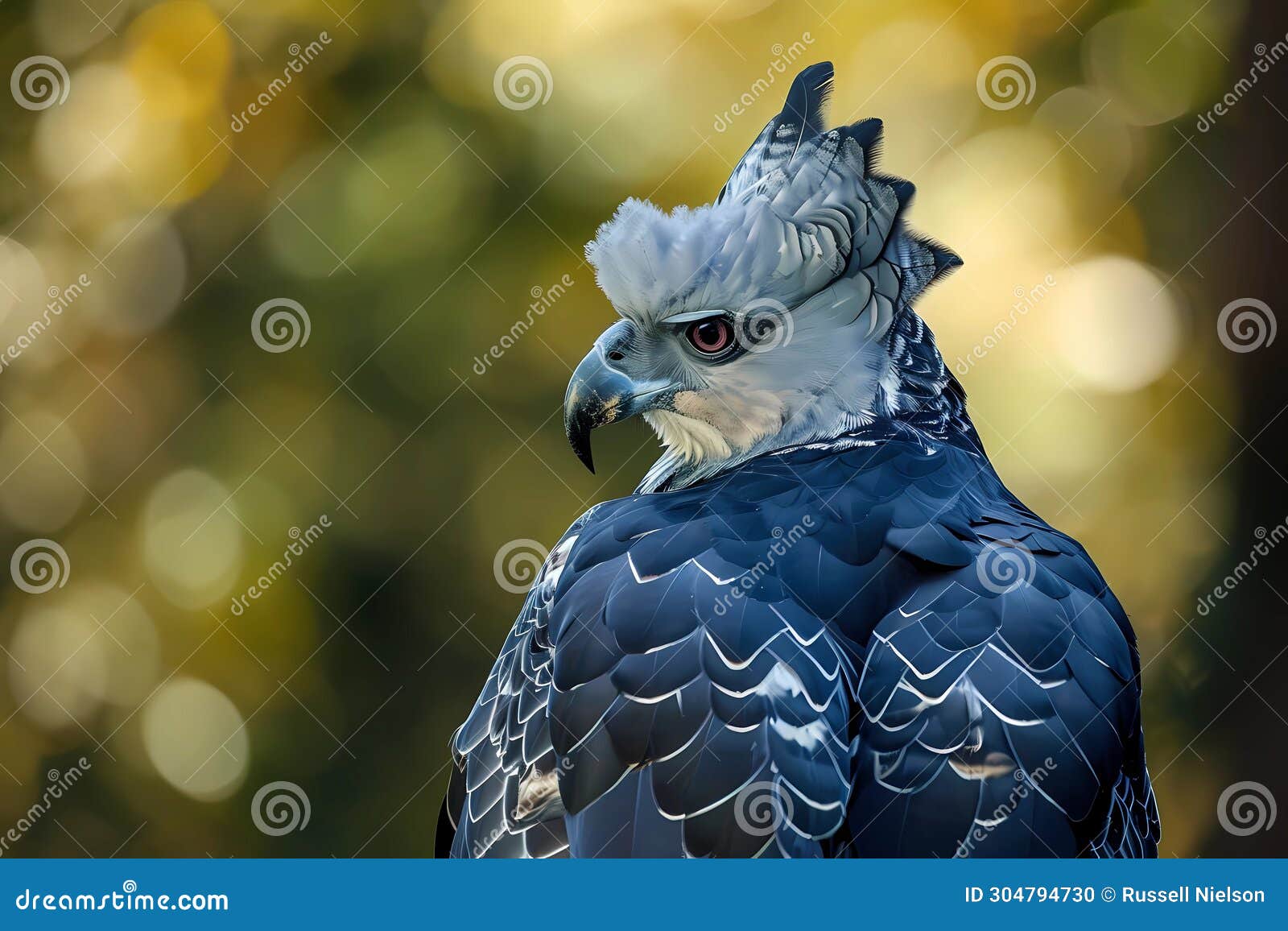 Harpy Eagle - Central and South America Stock Illustration ...