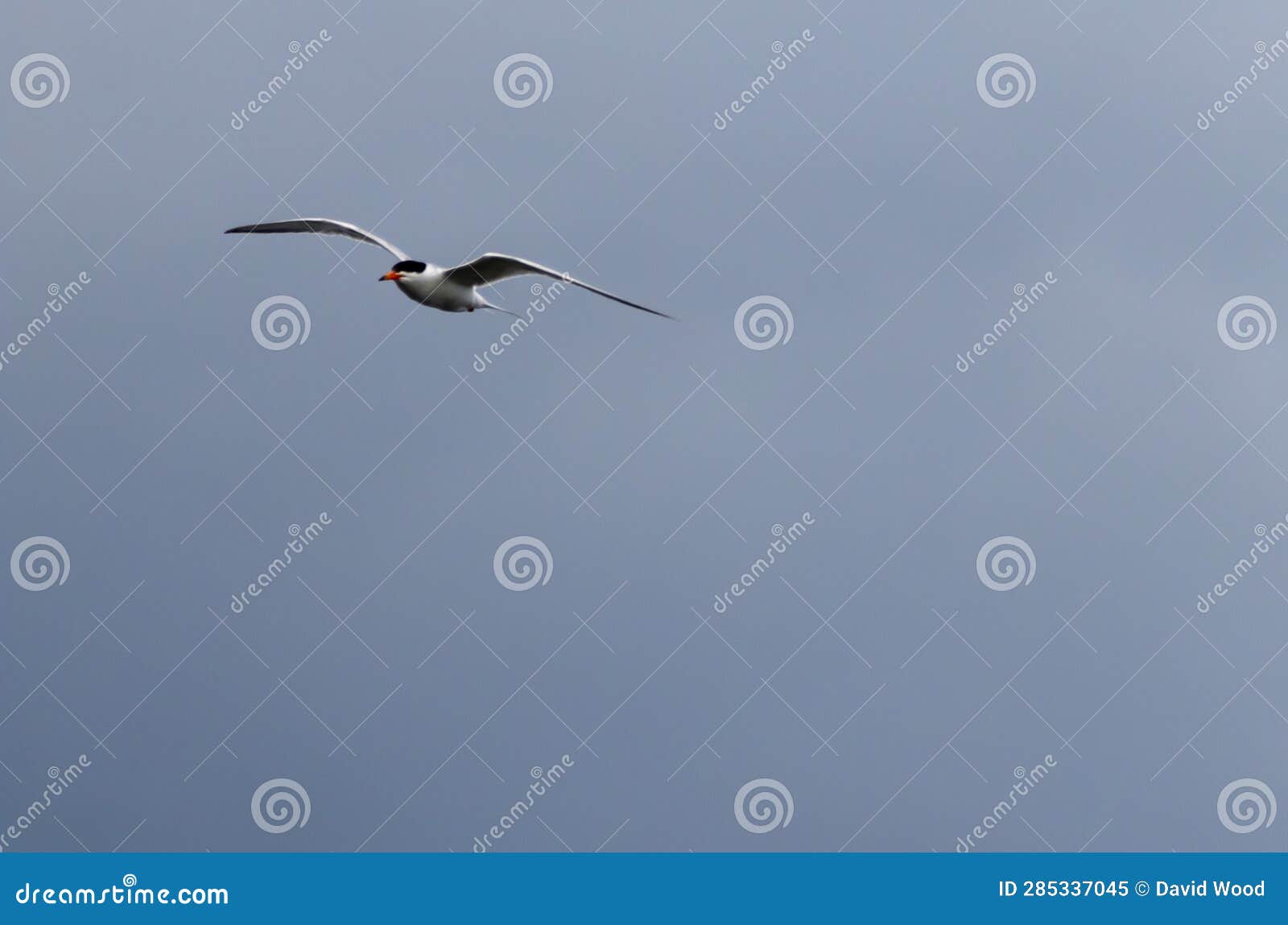 One Laughing Seagull Flying Overhead Stock Image - Image of close ...