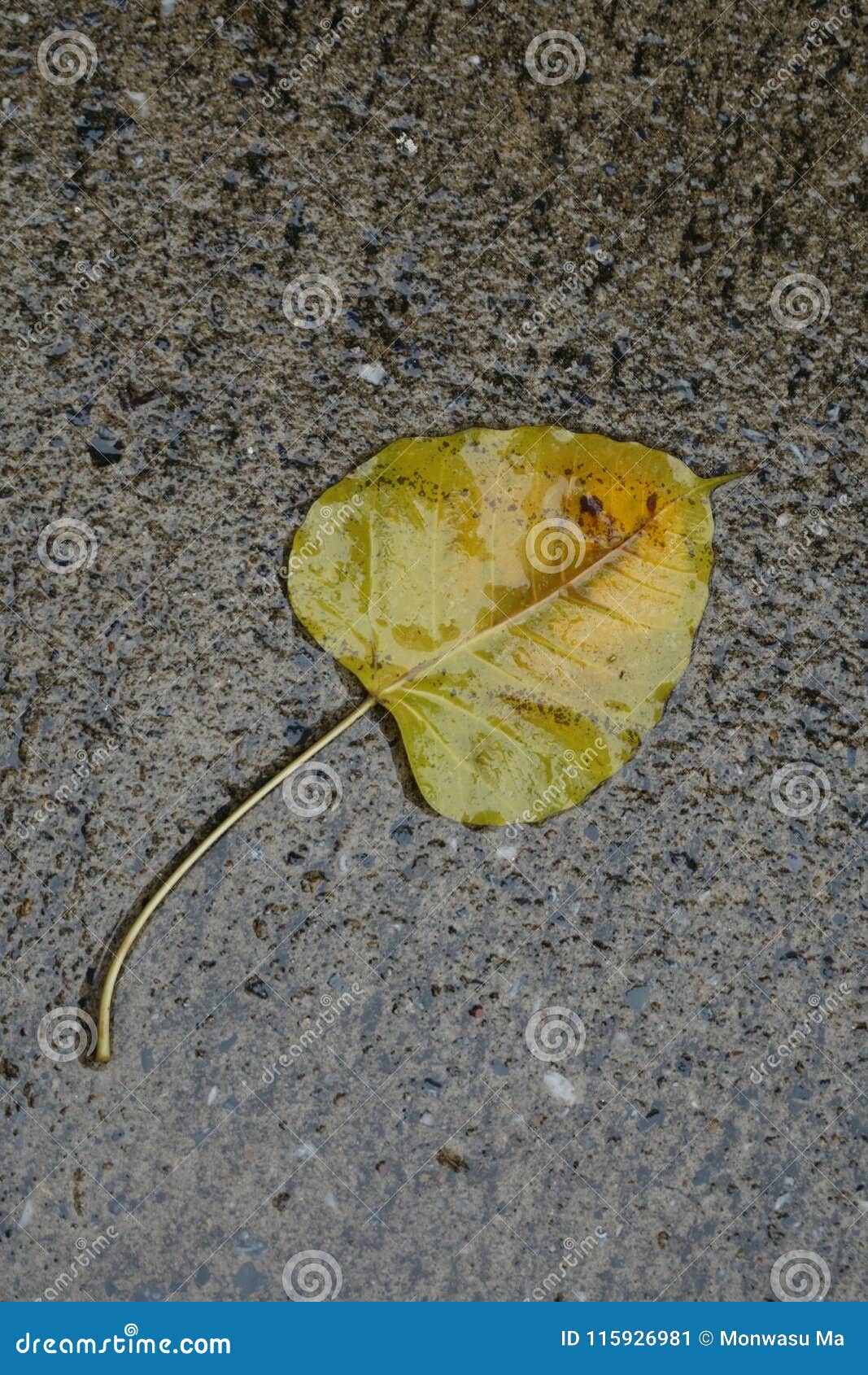 One leaf on the floor stock image. Image of rain, floor - 115926981