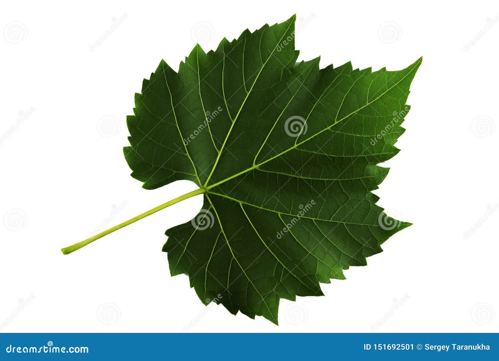 One Leaf of Grapes Isolated on White Background, a Bottom Side of the ...