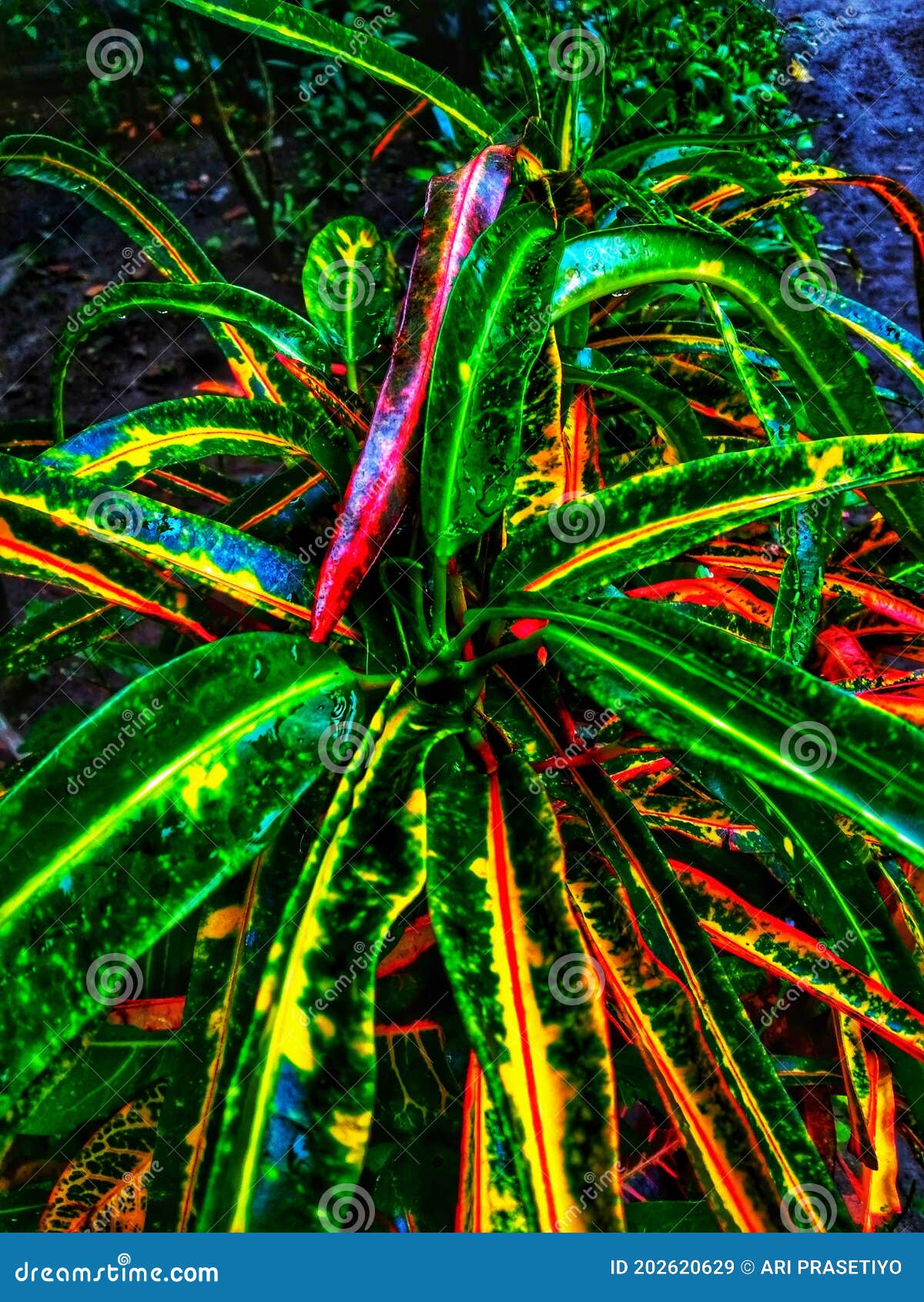 One Leaf of Millions of Colors Stock Image - Image of branch, pattern ...