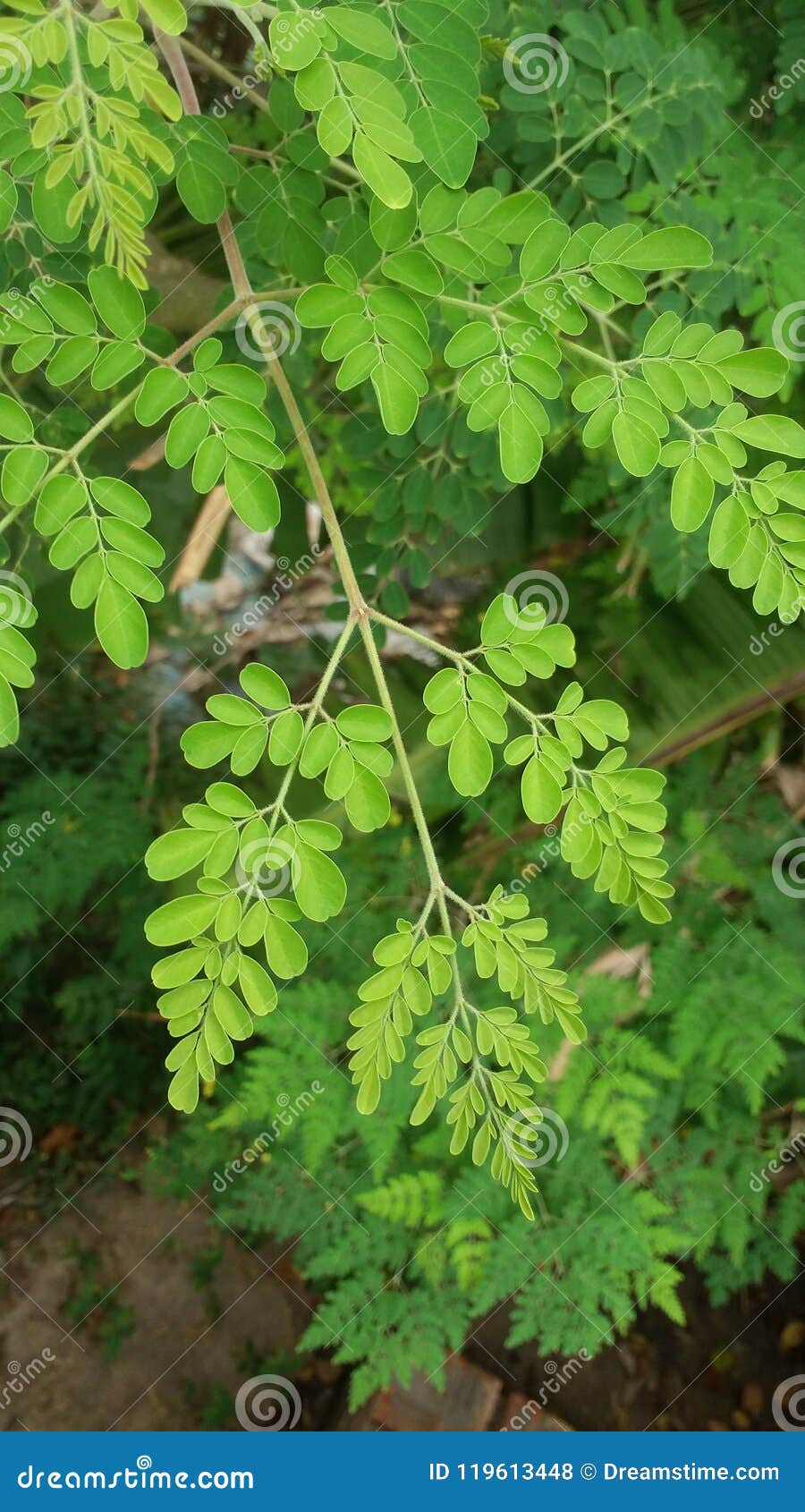 A one leaf picture stock photo. Image of last, pata - 119613448