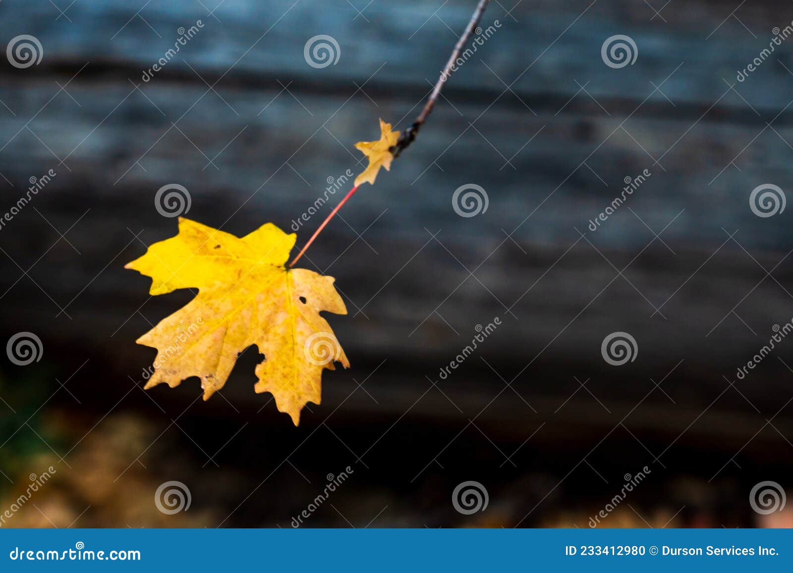 One Leaf Remaining on Branch Stock Photo - Image of environment, beauty ...