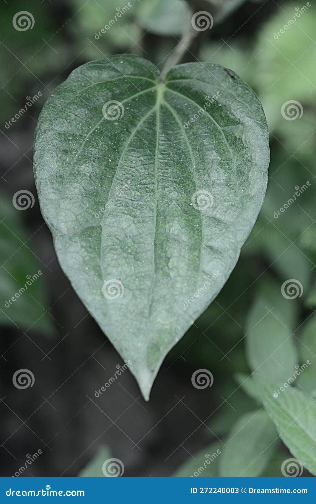 One Leaf Which is Often Called the Green Leaf Stock Image - Image of ...