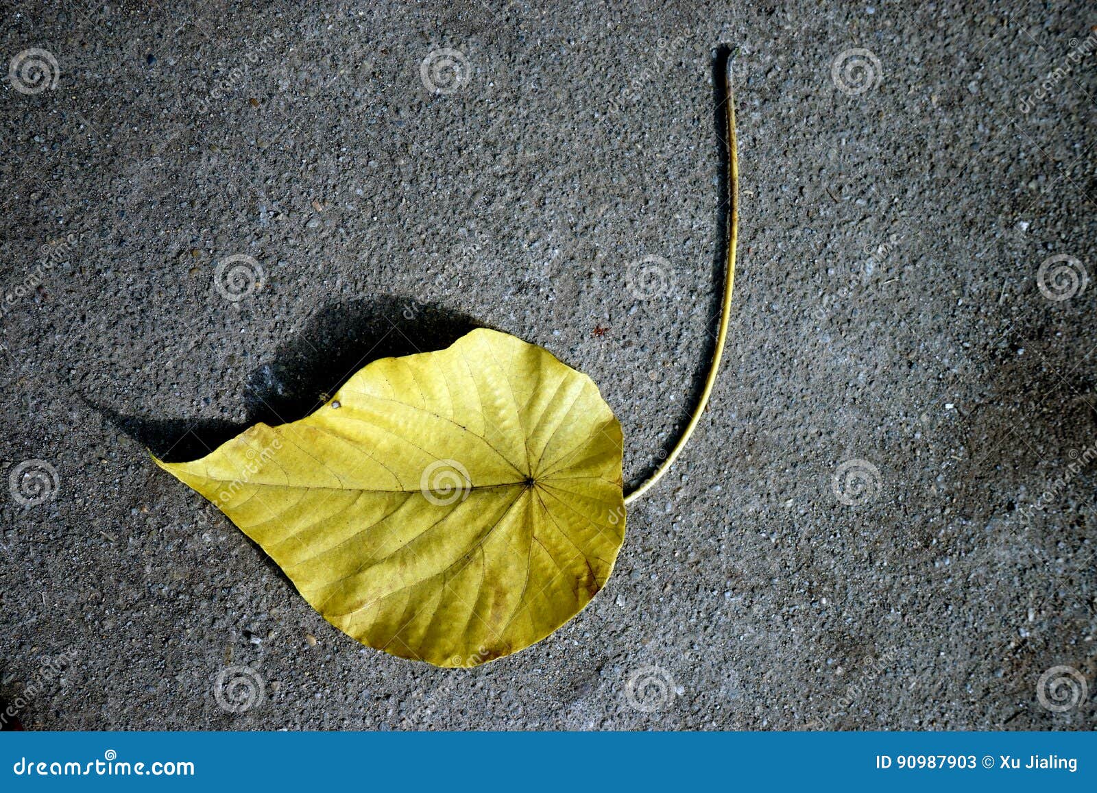 One leaf stock image. Image of leaf, gather, yellow, autumn - 90987903