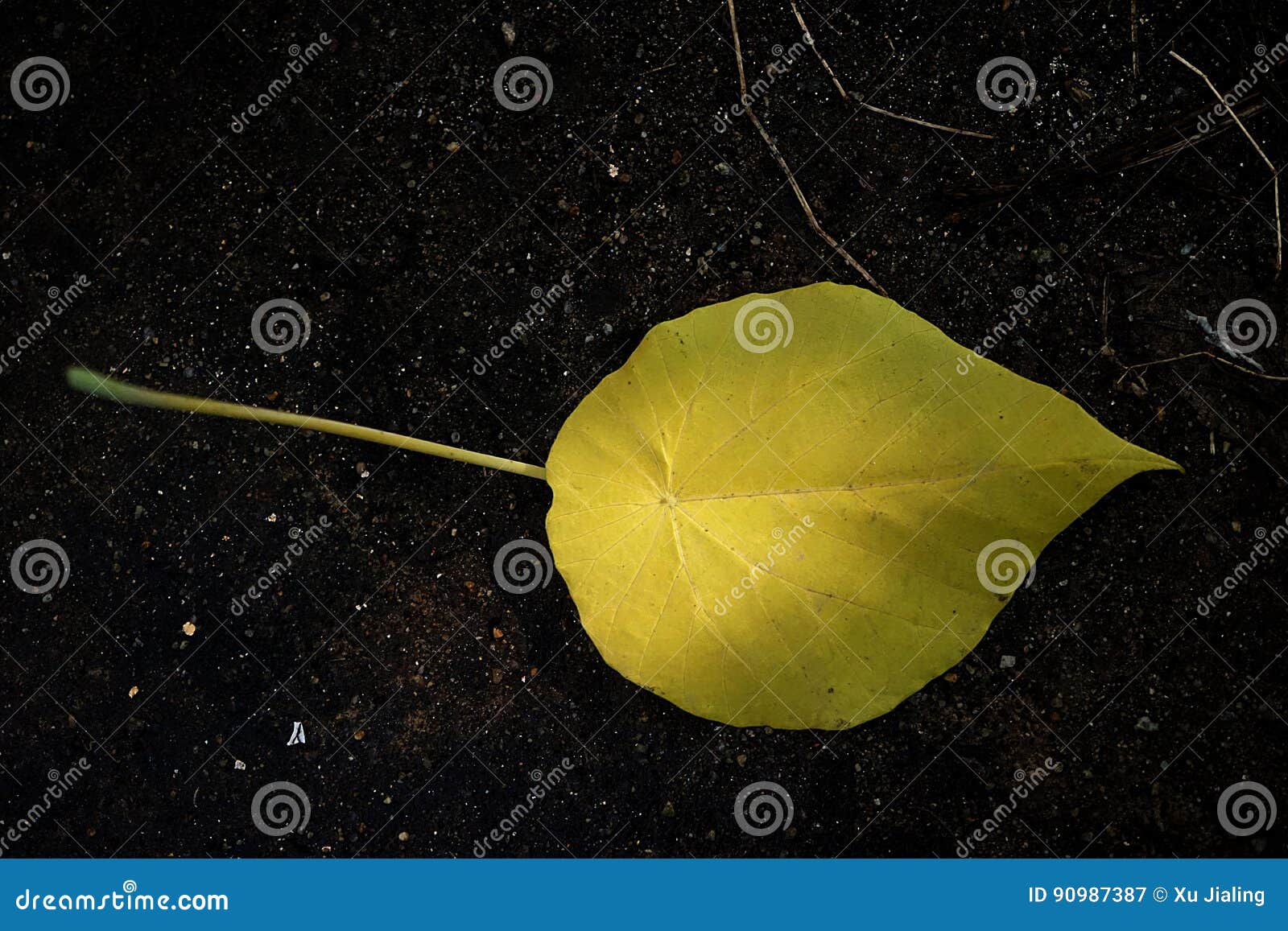 One leaf stock image. Image of leaf, nice, yellow, nature - 90987387