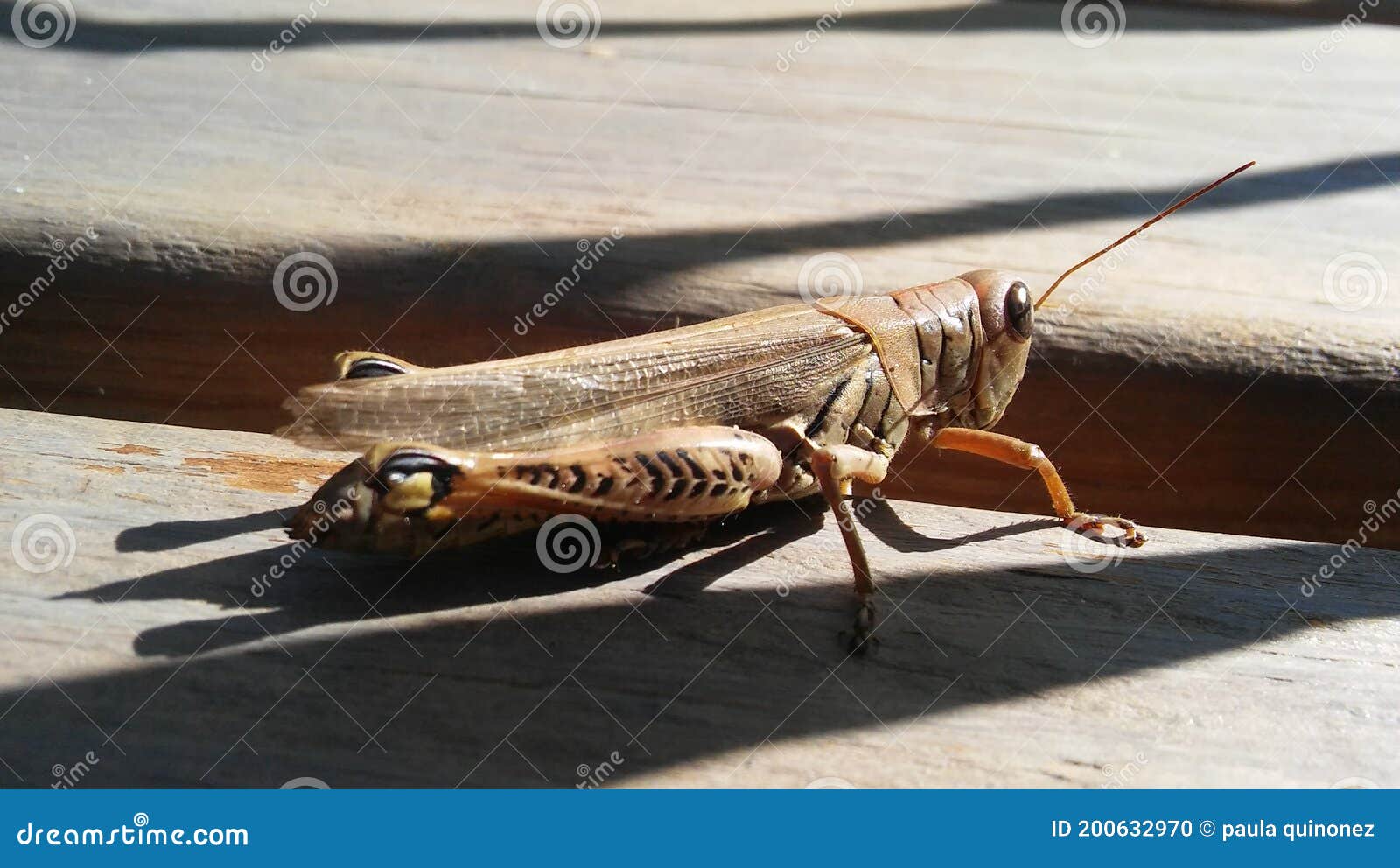One Leg Grasshopper Brown Insects Stock Photo - Image of dragonfly ...