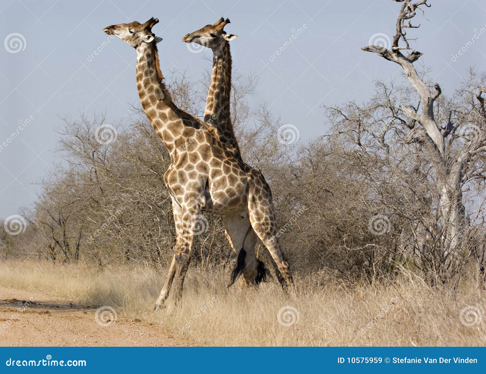 One leg up stock image. Image of wildlife, south, animal - 10575959