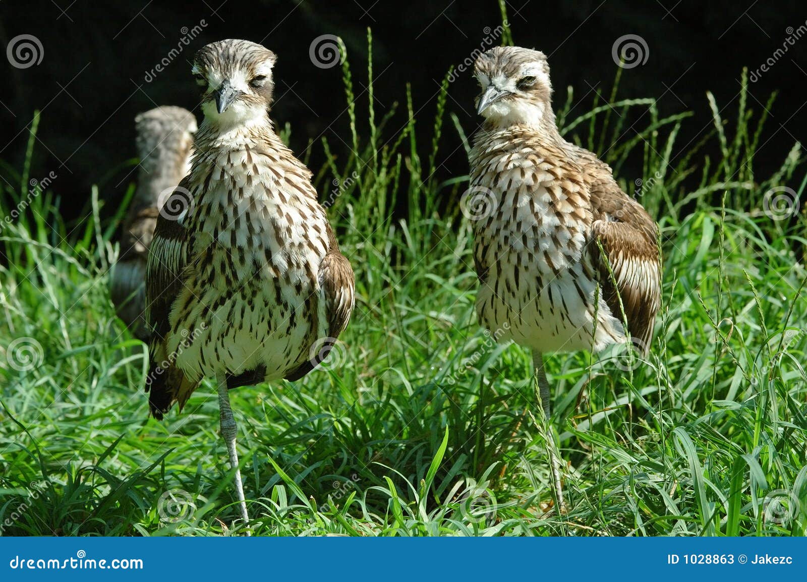 One-legged birds stock image. Image of dwelling, animal - 1028863