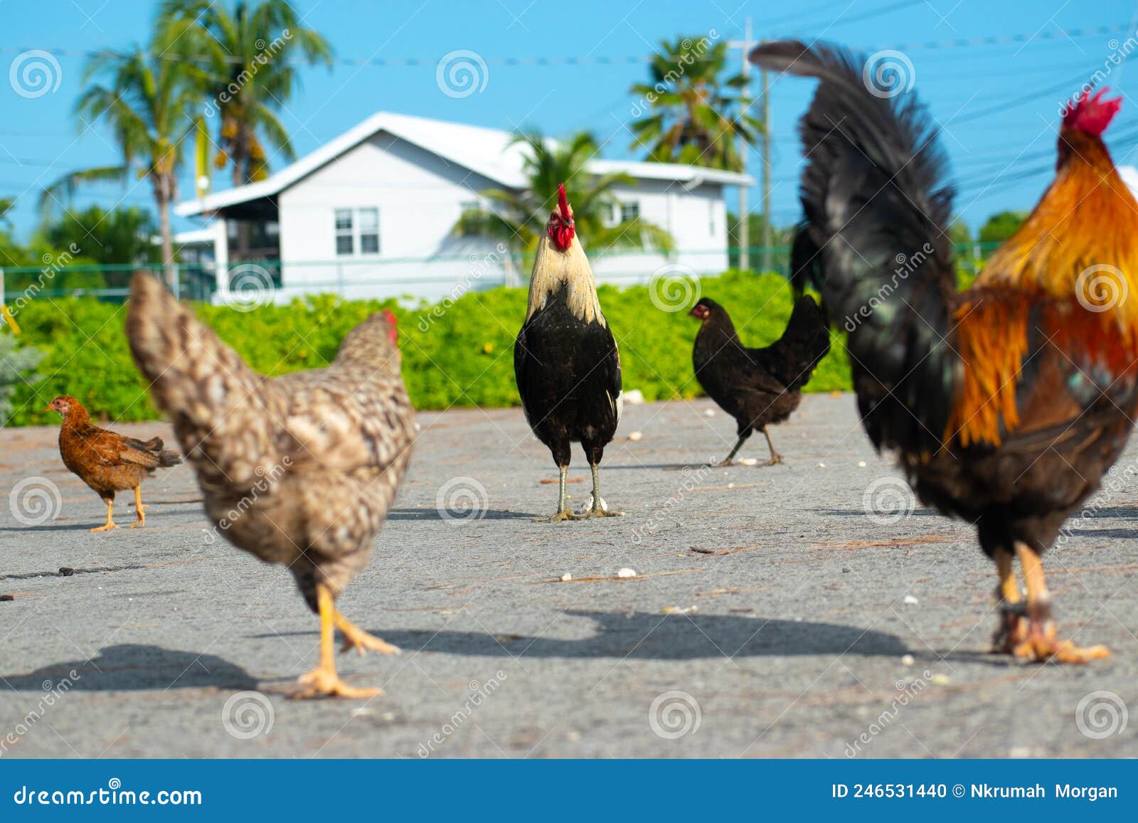 ChickenS Standing in the Sunshine Stock Photo - Image of goose, animal ...