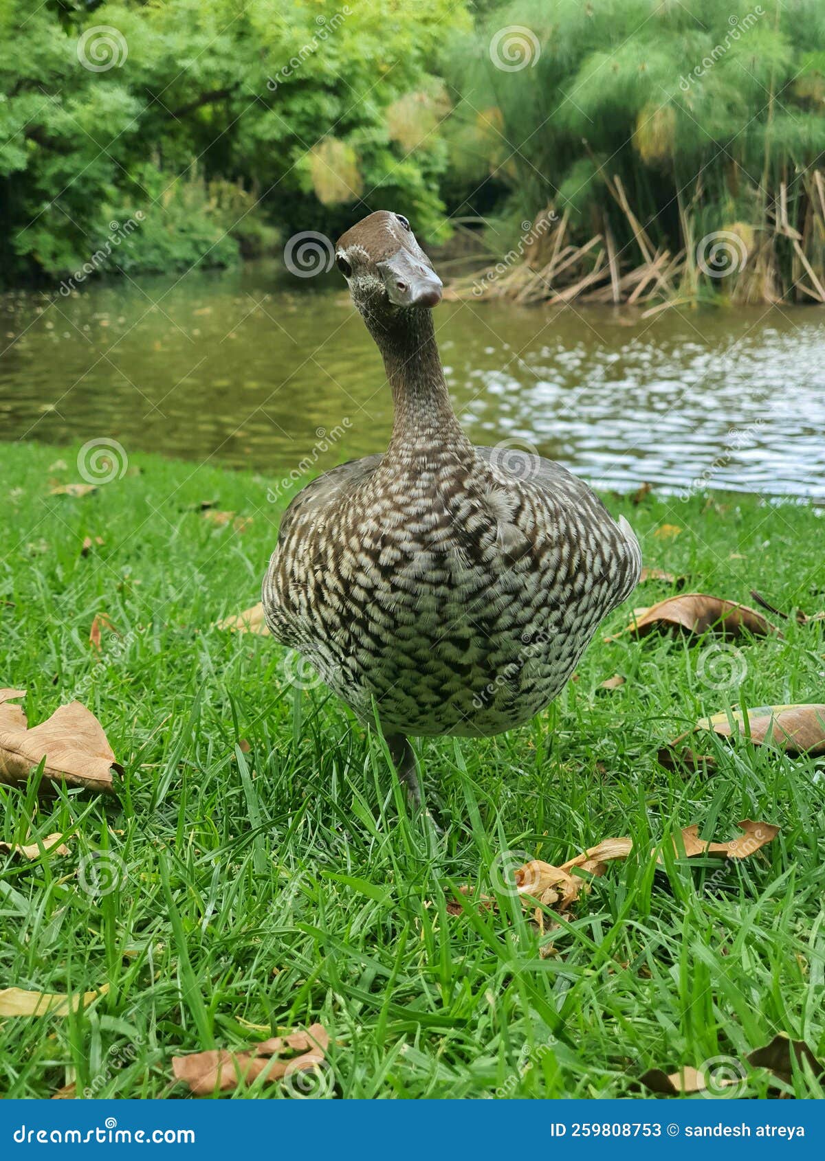 Curious Duck photography stock image. Image of bird - 259808753