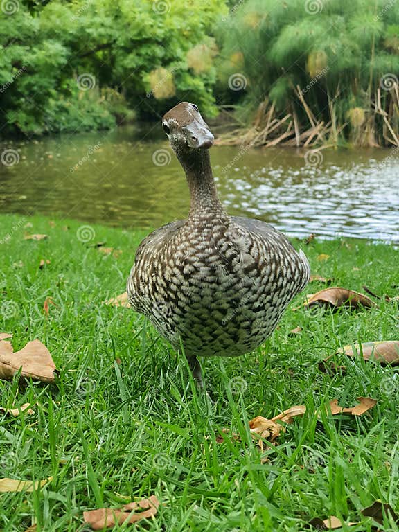 Curious Duck photography stock image. Image of bird - 259808753