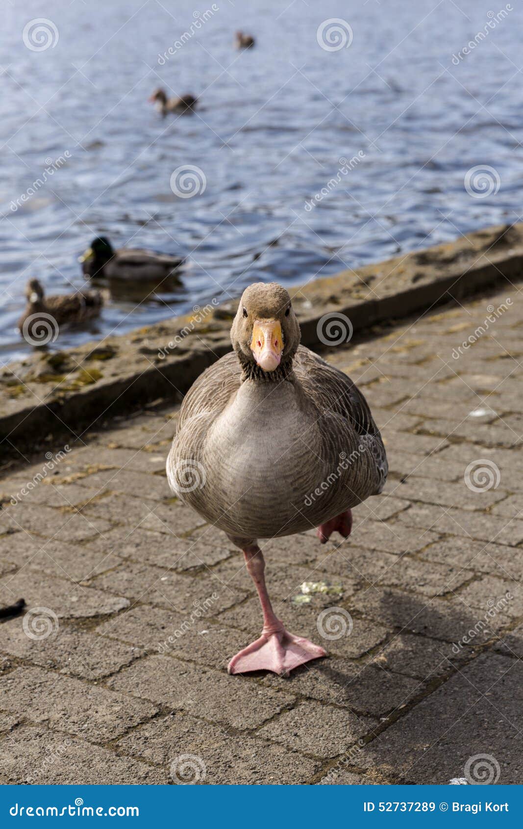 One legged goose I stock image. Image of iceland, hafnarfjapara - 52737289