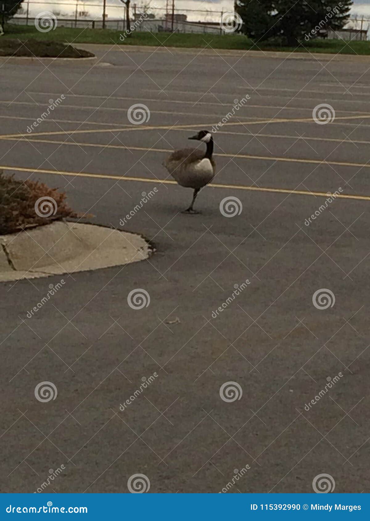 One legged goose stock photo. Image of goose, lonely - 115392990
