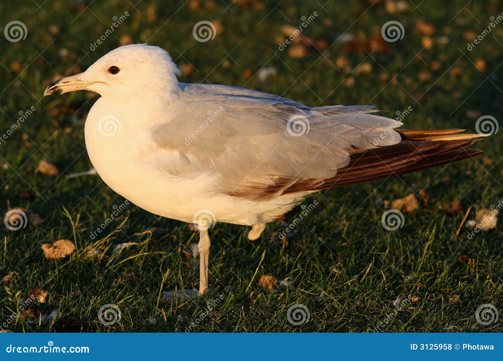 One-Legged Seagull stock photo. Image of summer, canada - 3125958