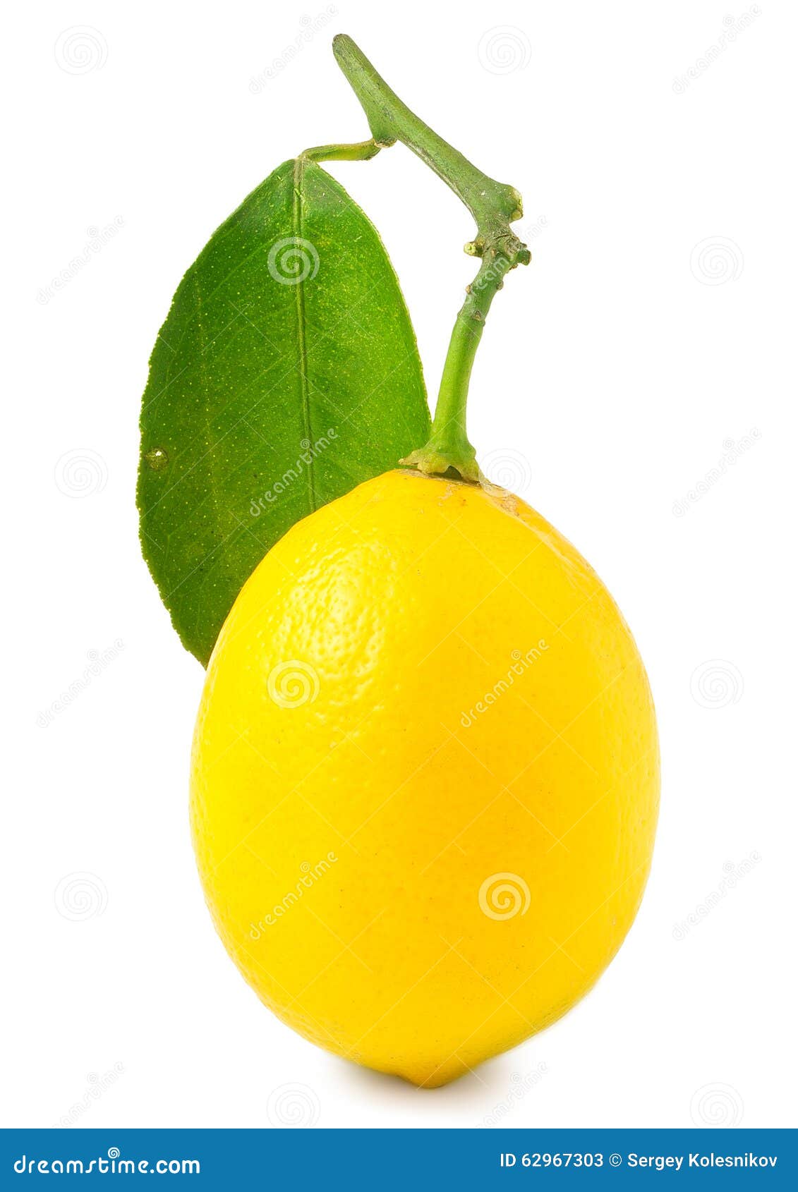One Lemon Isolated on White Stock Image - Image of juicy, full: 62967303