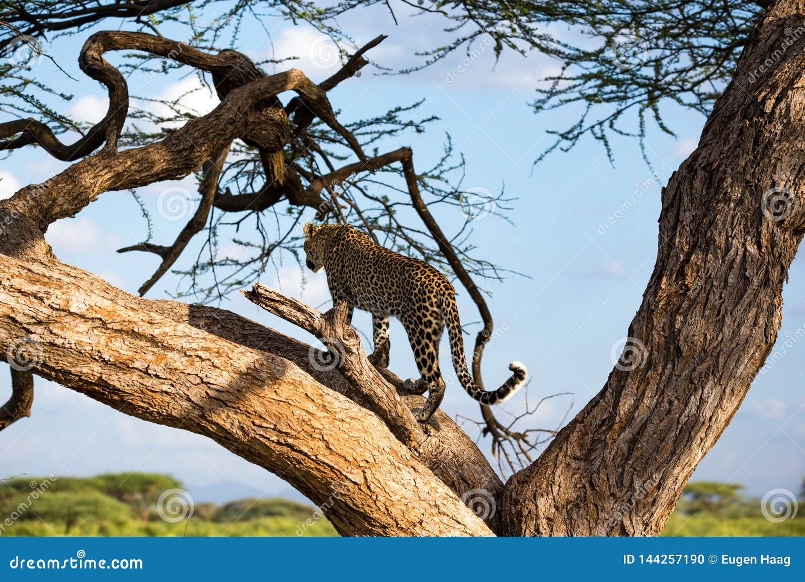 A Leopard is Walking Up and Down the Tree on Its Branches Stock Photo ...