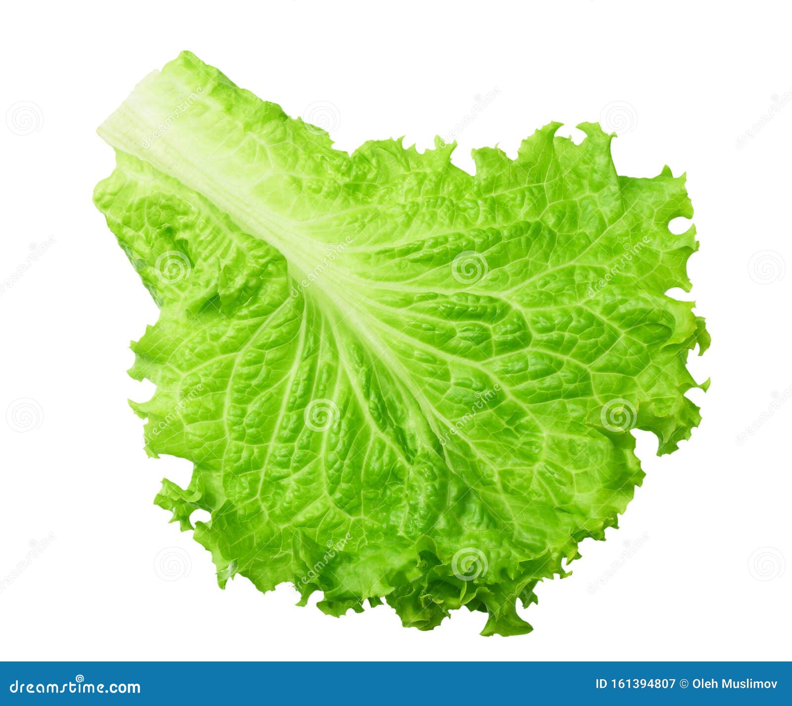 One Lettuce Leaf Isolated on a White Background Stock Image - Image of ...