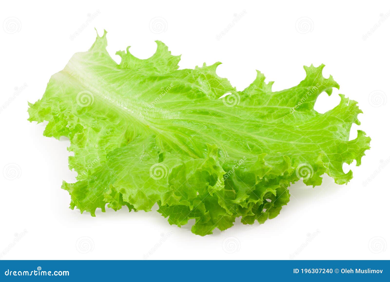 One Lettuce Leaf Isolated on a White Background Stock Photo - Image of ...