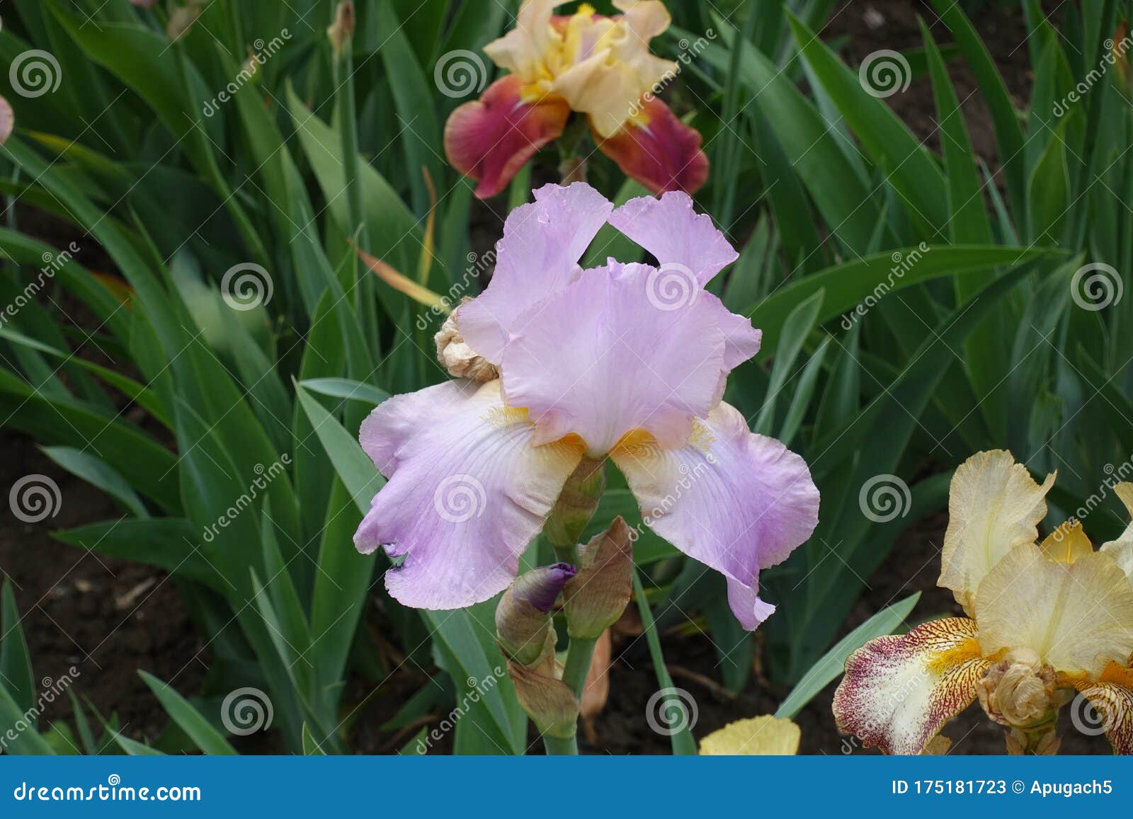 One Light Pink Flower of Bearded Iris Stock Image - Image of falls ...