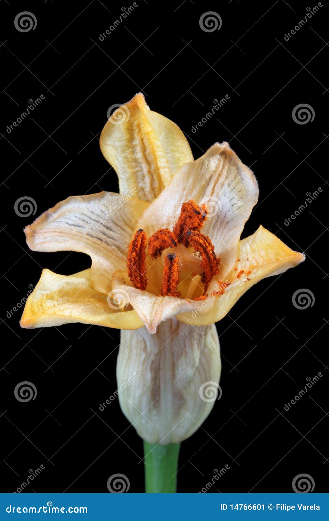 One Lily Flower Isolated on Black Stock Image - Image of garden, colors ...