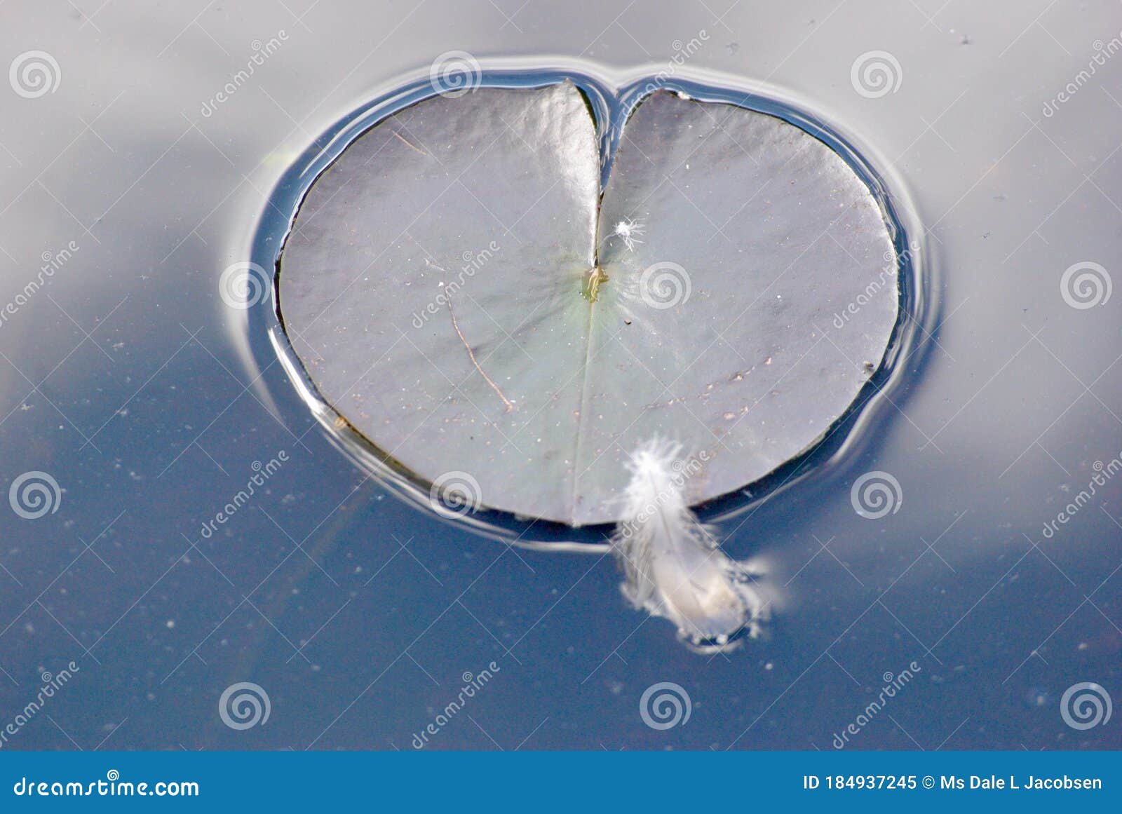 Sea Lily Feather Star Crinoidea Stock Photography | CartoonDealer.com ...