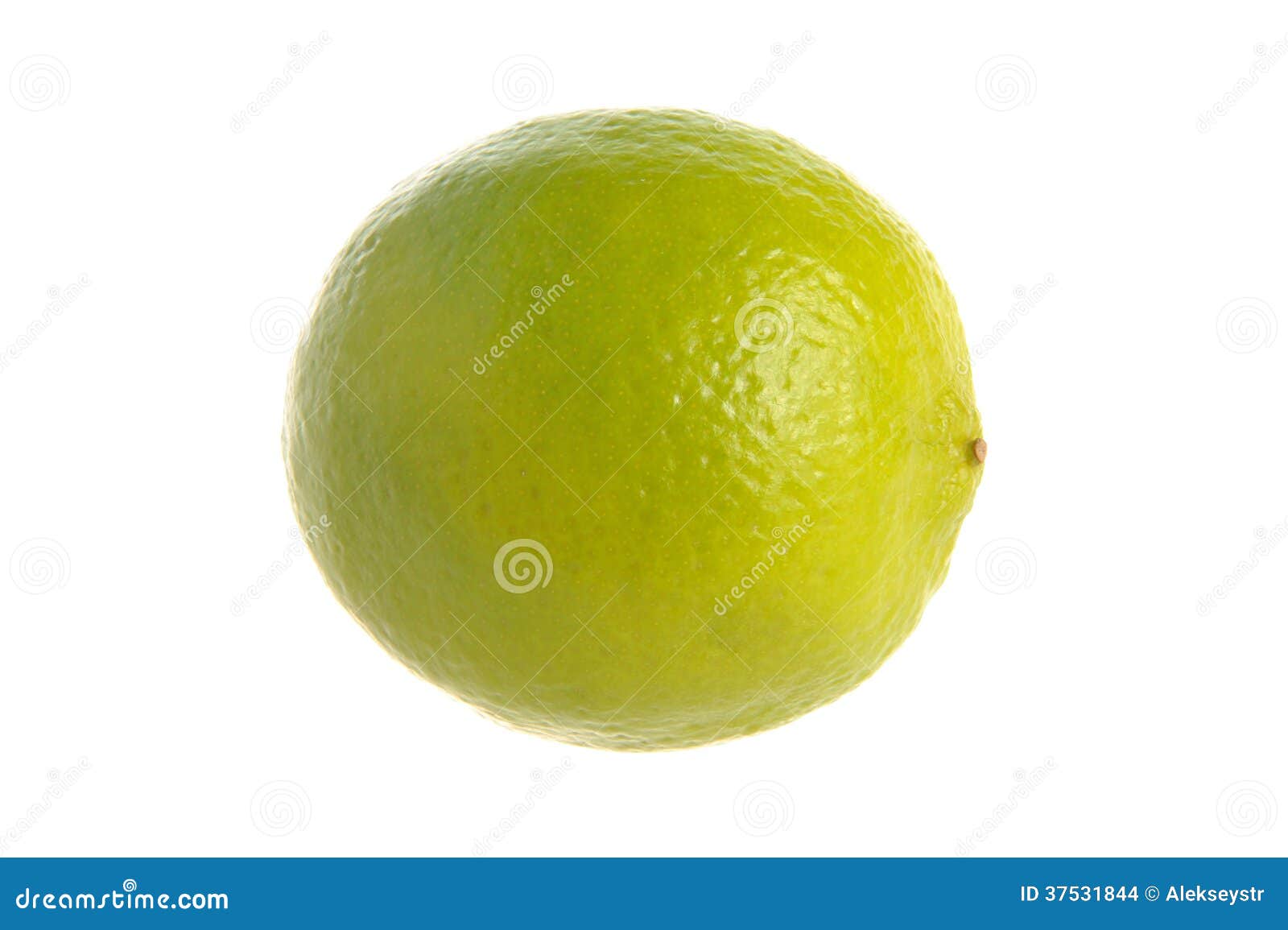 One lime isolated on white stock photo. Image of lime - 37531844
