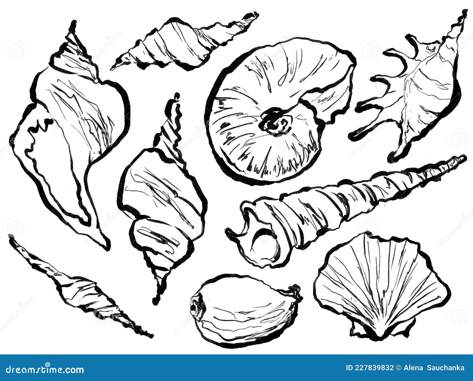 One Line Drawing of Seashells, Black and White Sketch Stock ...