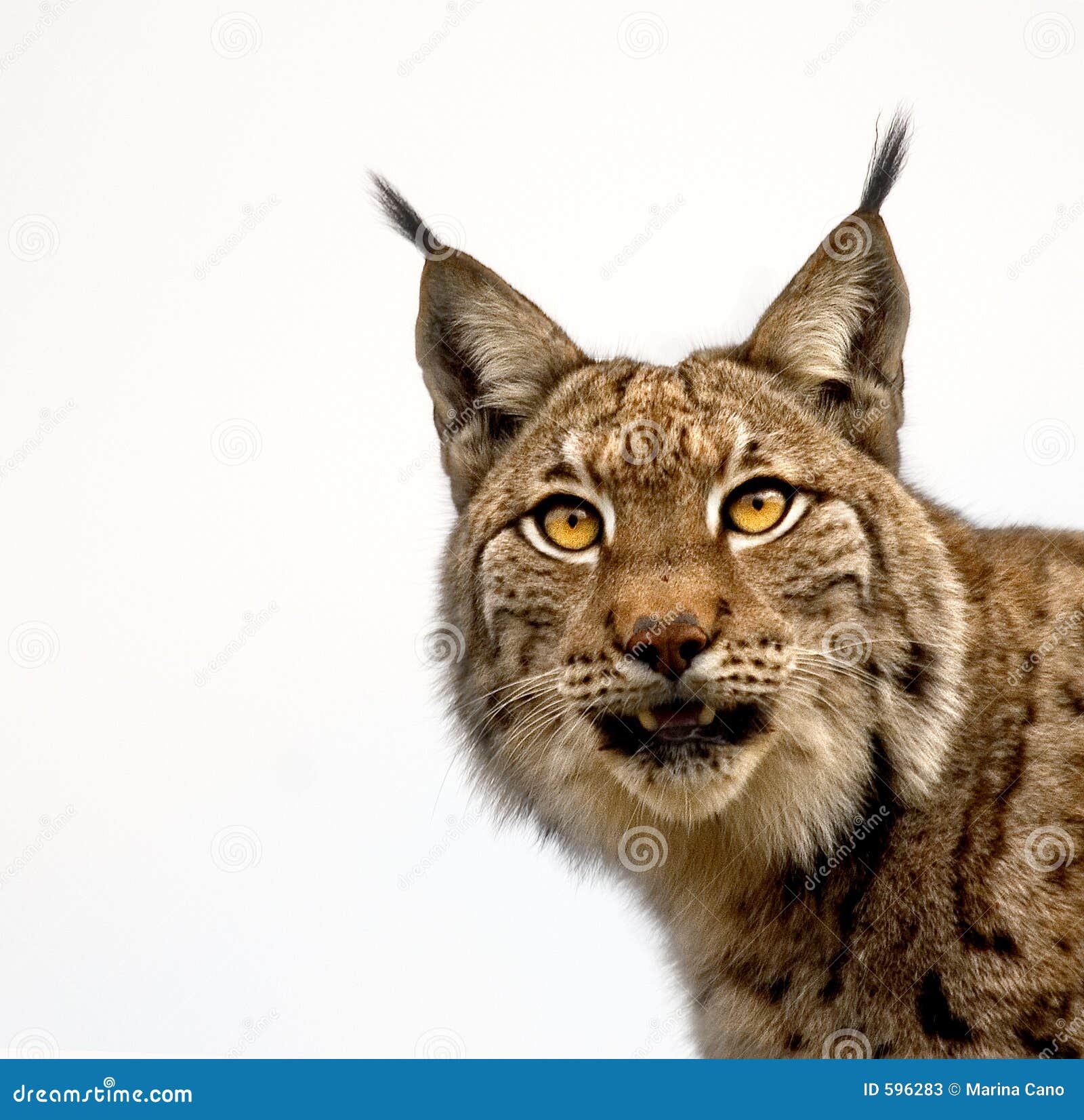 One Linx looking stock image. Image of spotted, kitty, lynx - 596283