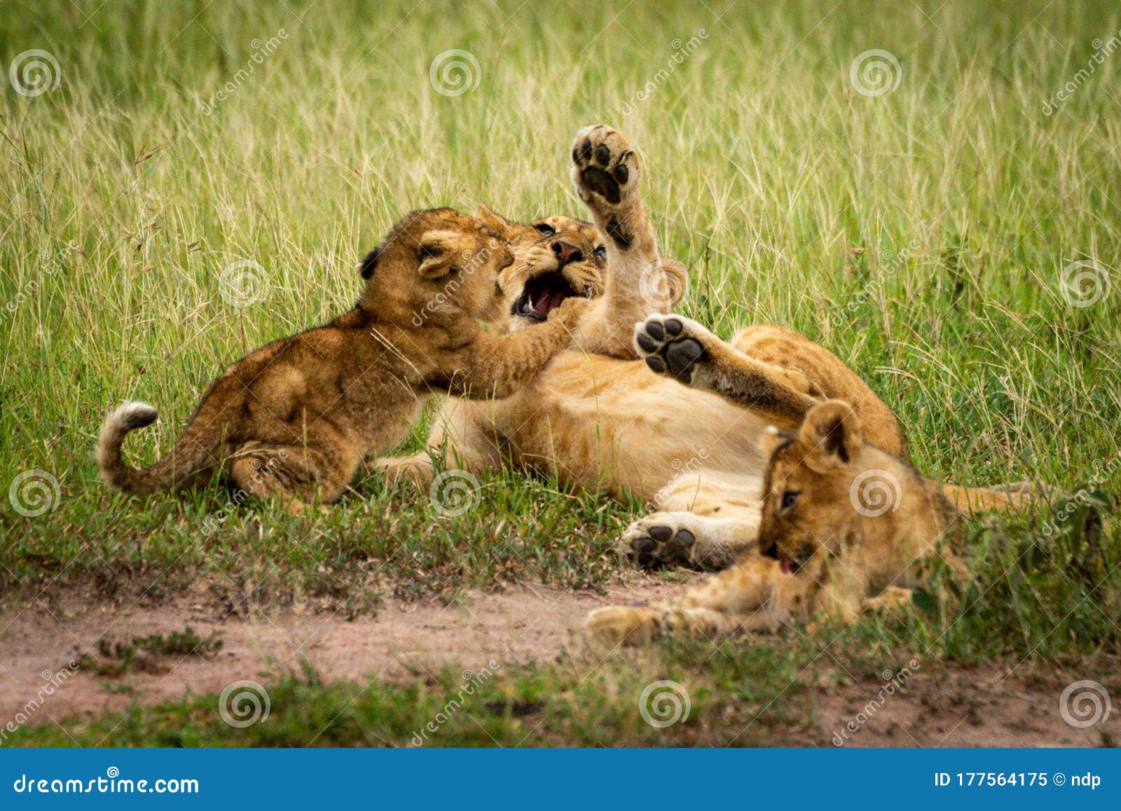 One Lion Cub Lies Fighting with Another Stock Image - Image of lies ...