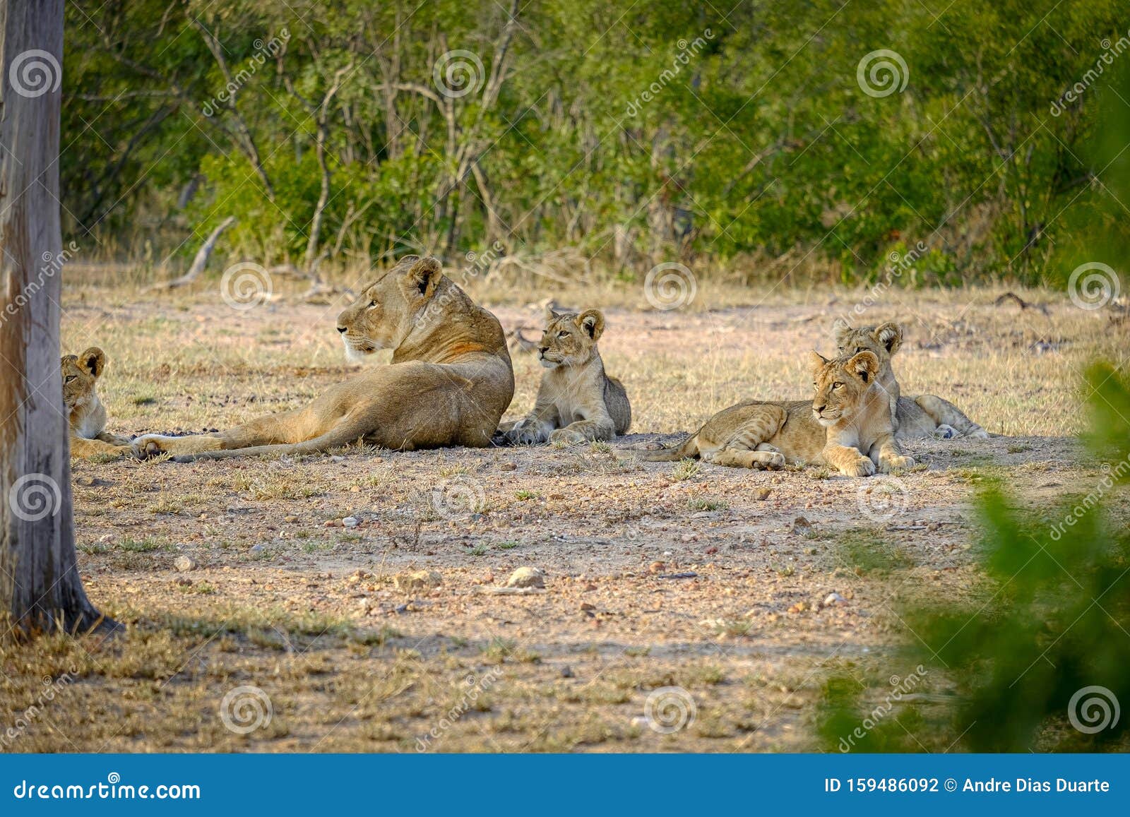 One Lioness with Four Cubs Laying Down Resting Stock Photo - Image of ...
