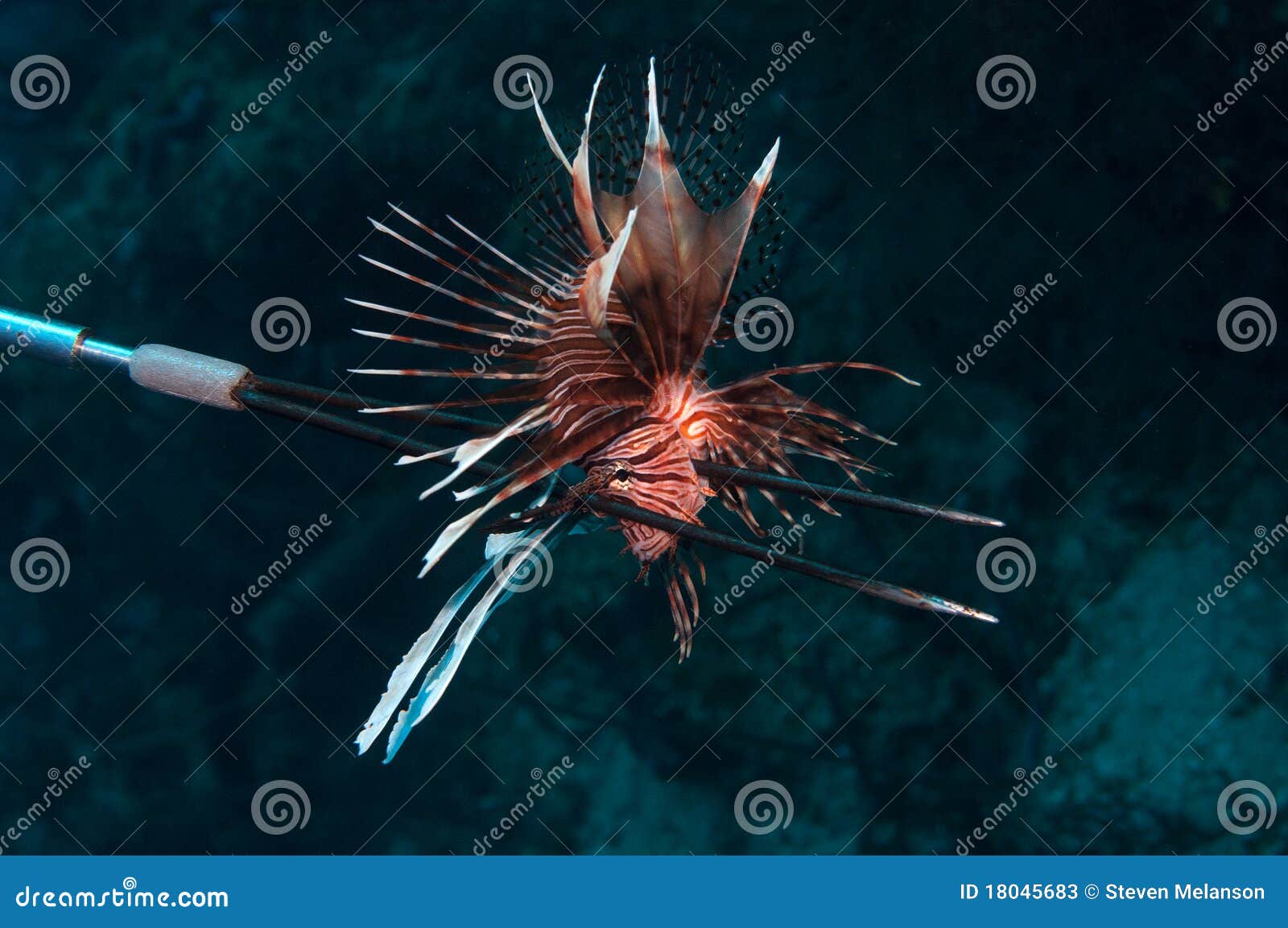One Lionfish killed stock image. Image of fishing, diving - 18045683