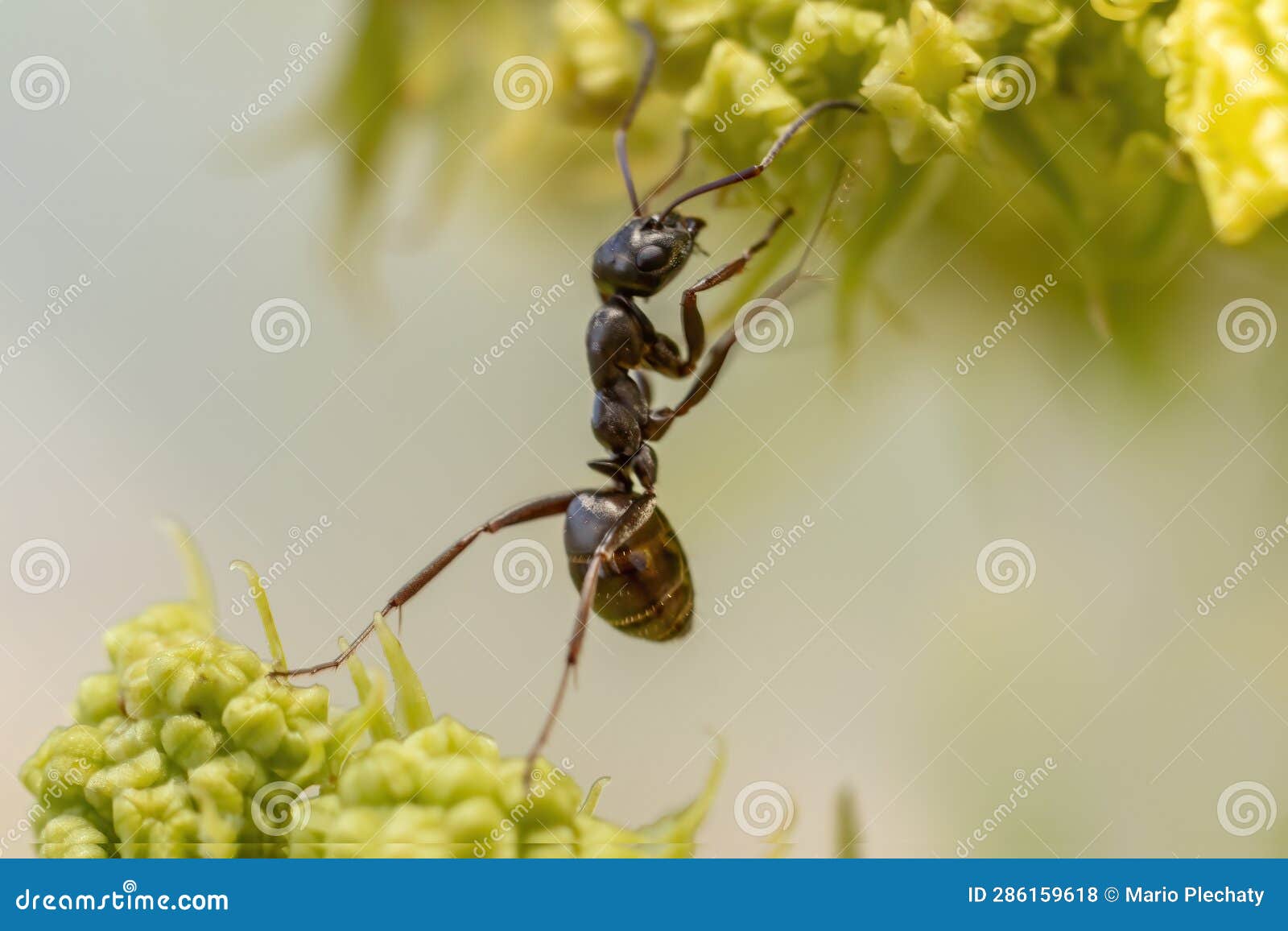 One Little Ant Climbs from Flower To Flower Stock Photo - Image of ...
